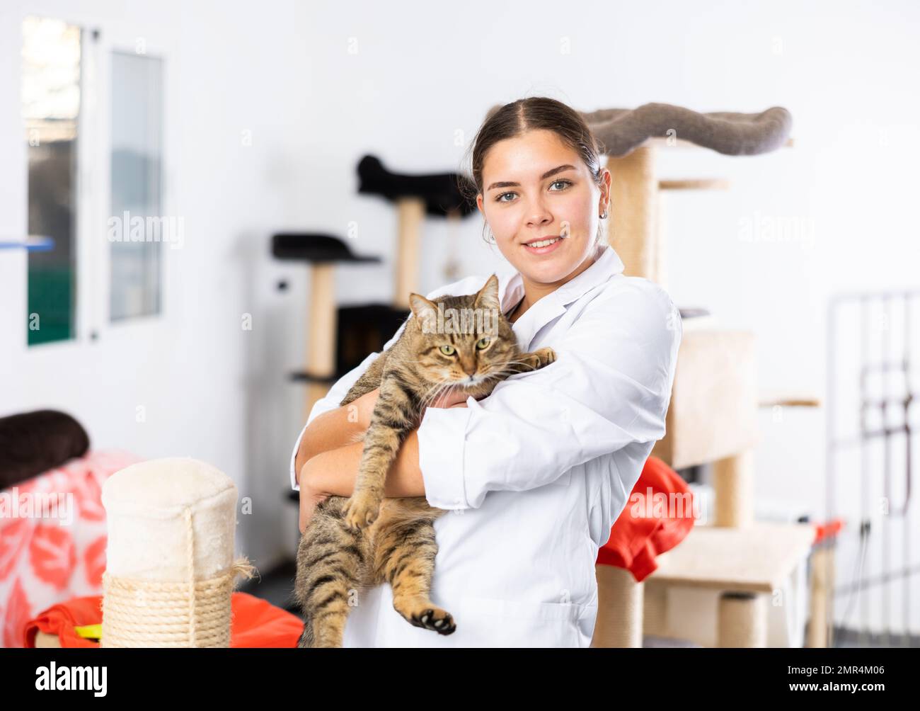 Female worker of animal shelter holding gray cat in arms Stock Photo ...