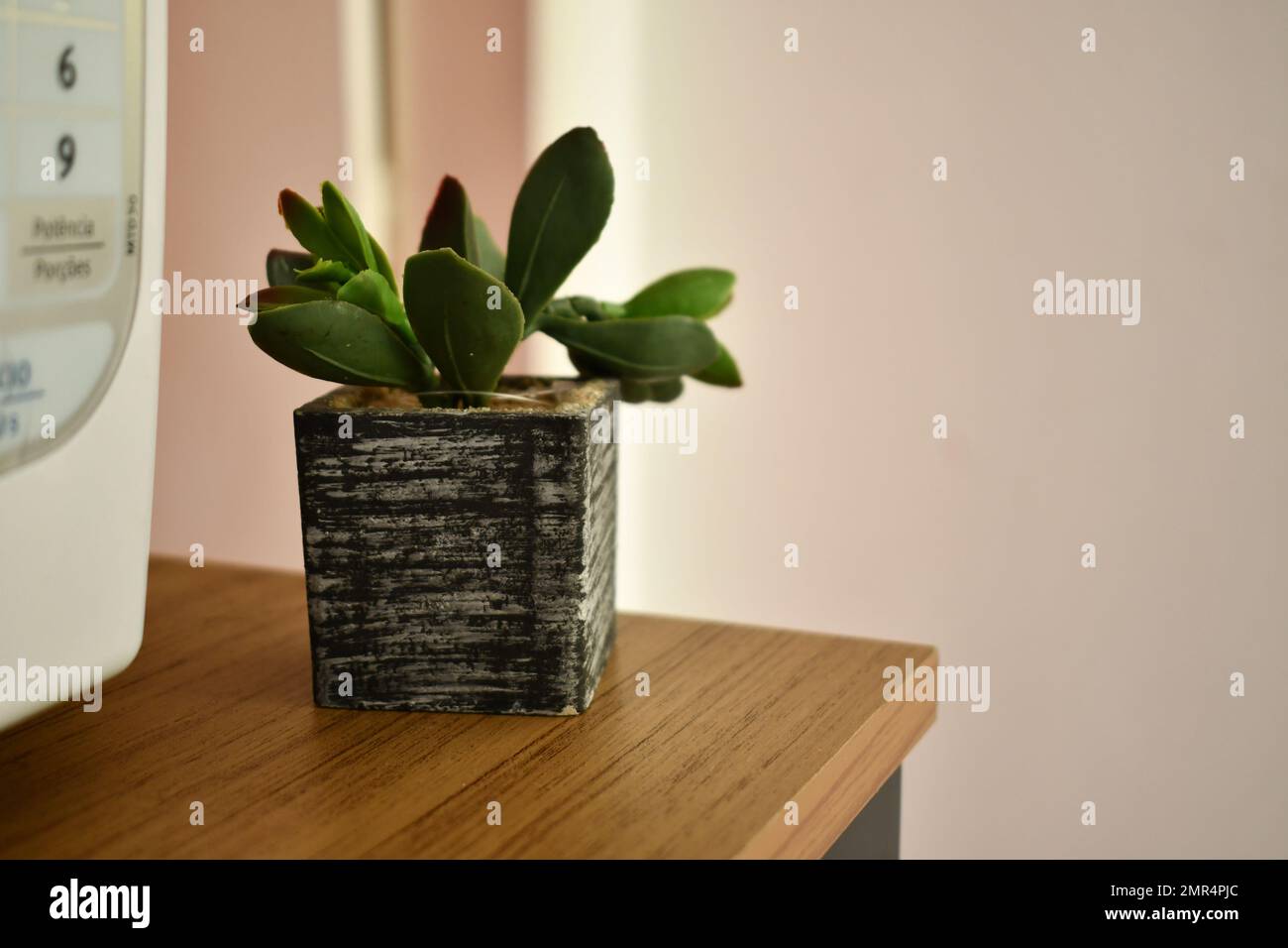 Planta de plastico hi-res stock photography and images - Alamy