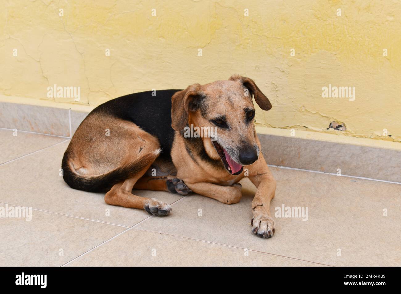 Cachorro caramelo hi-res stock photography and images - Alamy