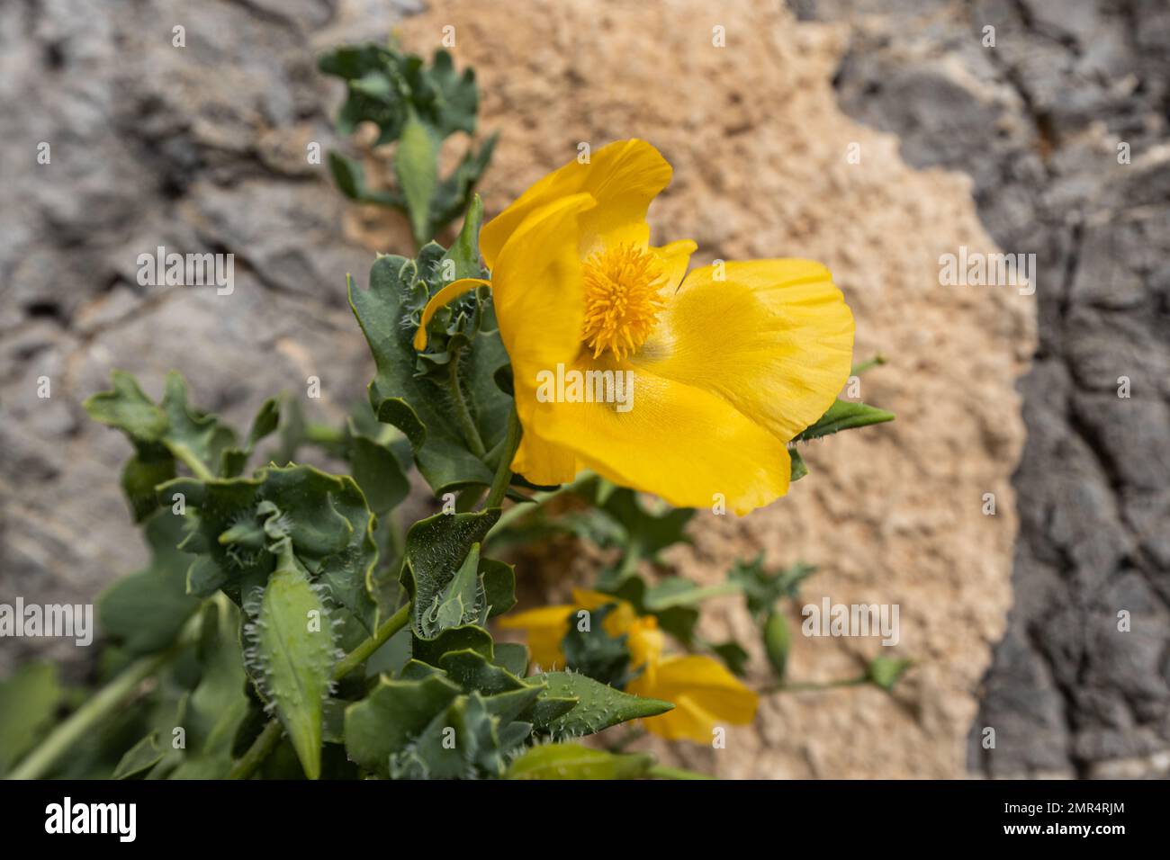 a large yellow poppy grows on a rock wall Stock Photo - Alamy