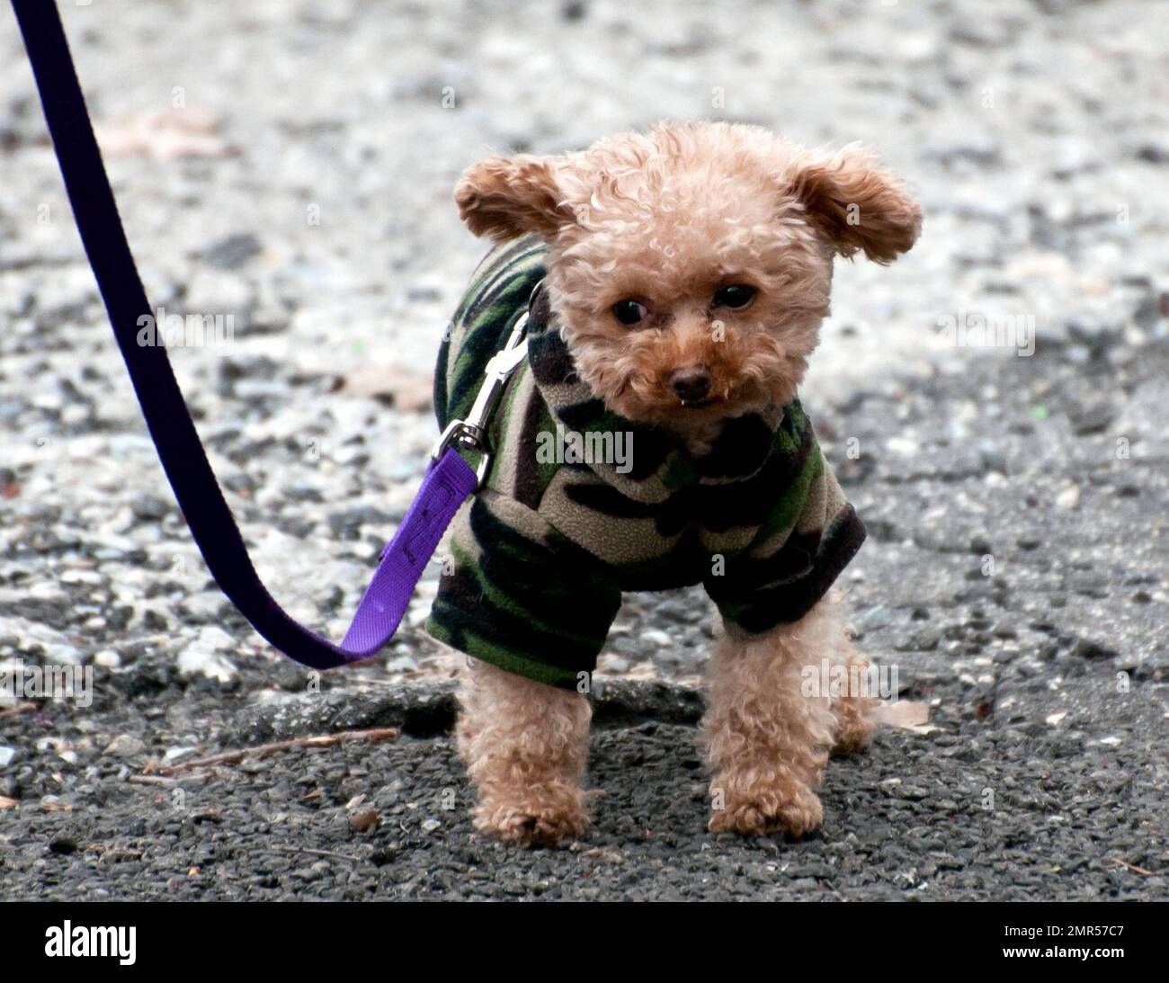 Penn badgely gossip girl hi-res stock photography and images - Alamy