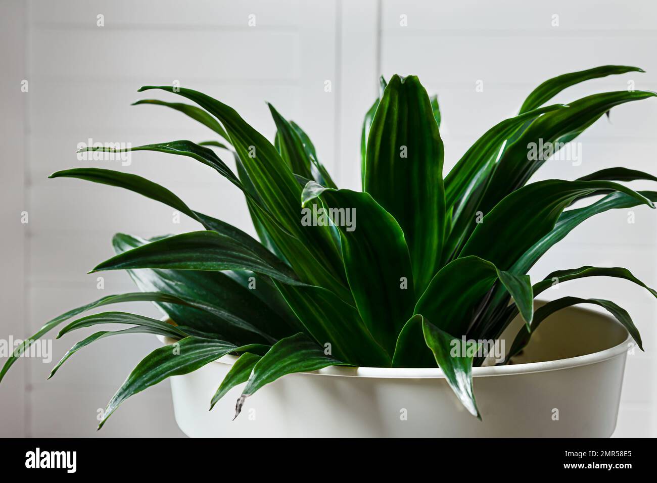 Dracaena compacta young plant in a white flower pot close-up, home ...