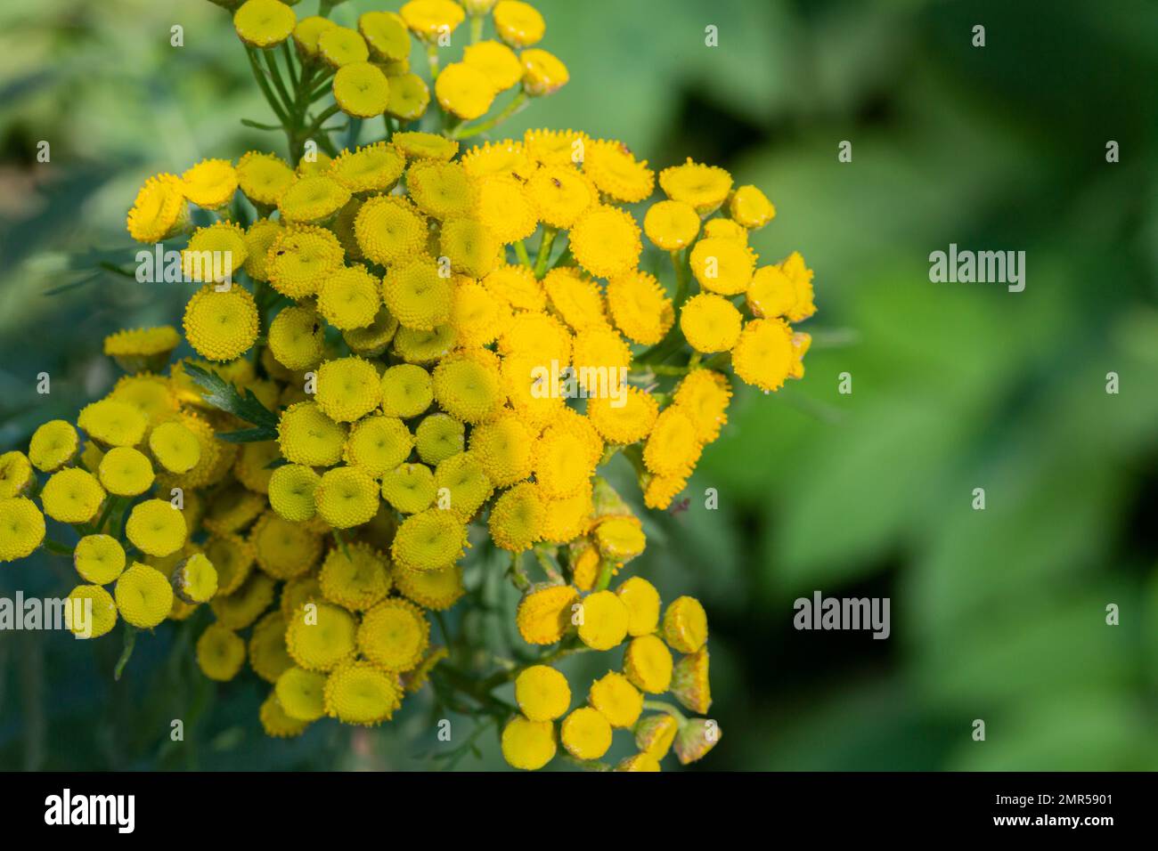 Yellow flowers of Tancy blooming in the summer. Tansy (Tanacetum ...