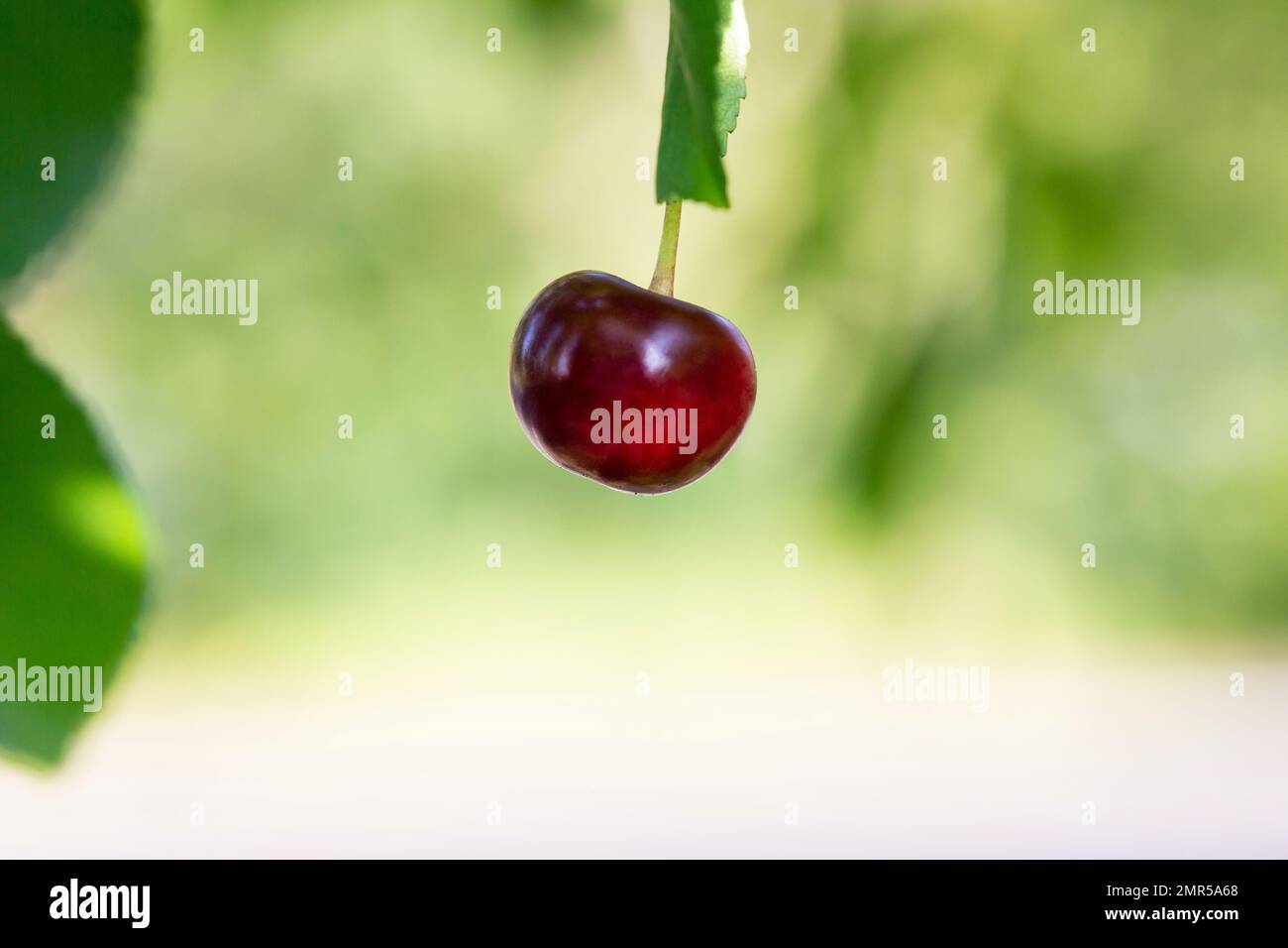 closeup of ripe dark red cherries hanging on cherry tree branch with ...