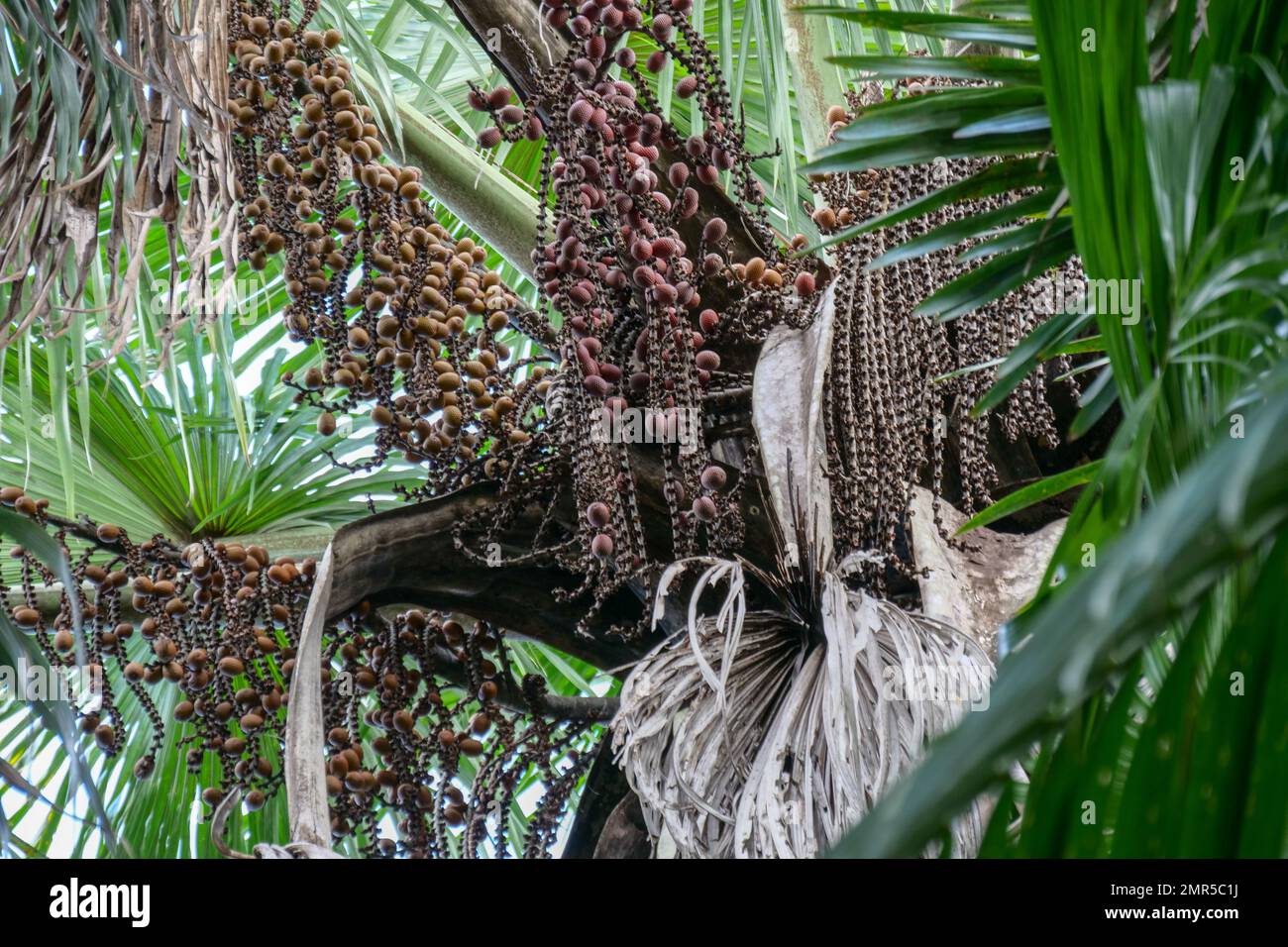 Mauritia flexuosa hi-res stock photography and images - Alamy