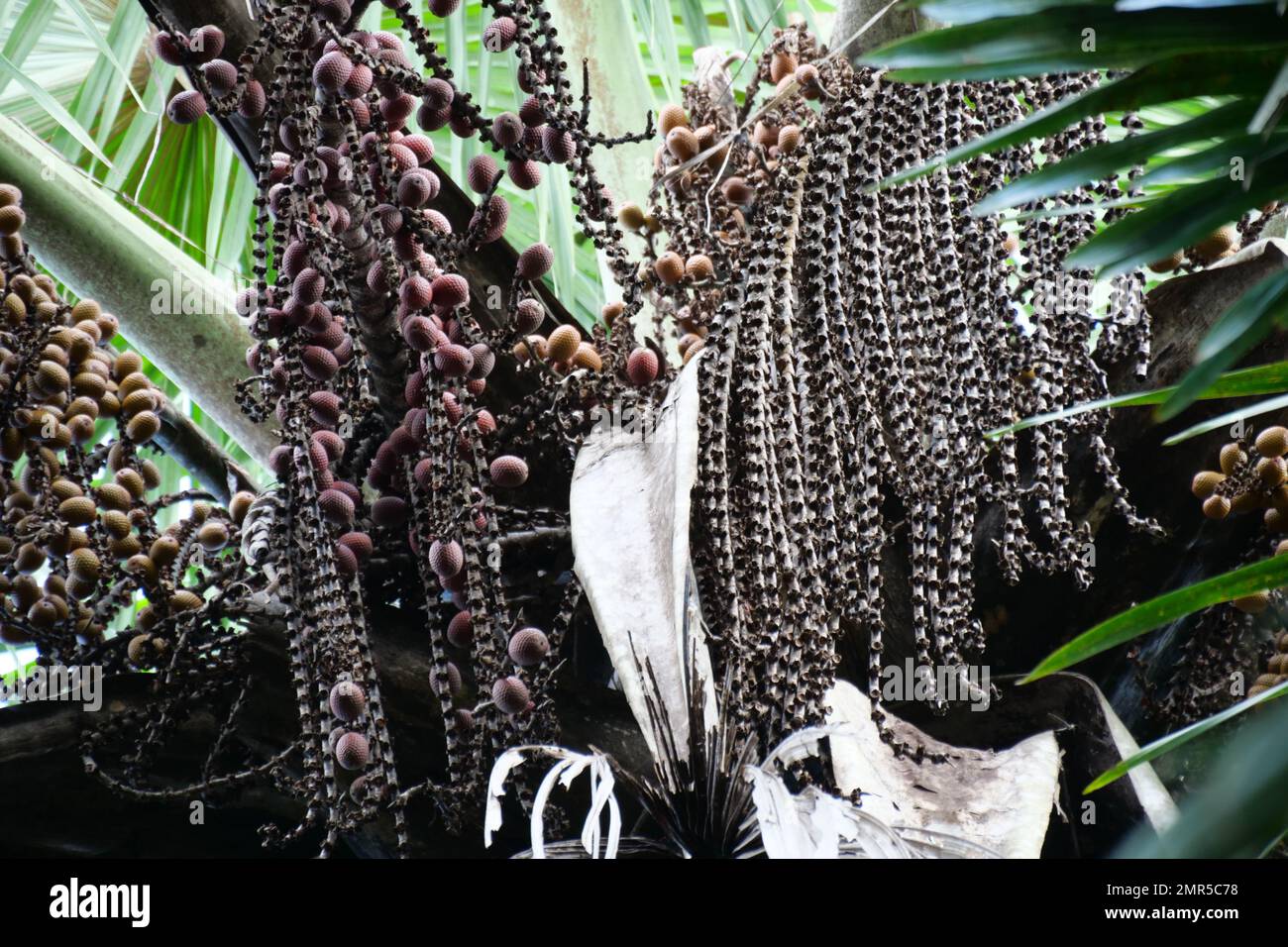 Aguaje palm fruit hi-res stock photography and images - Alamy