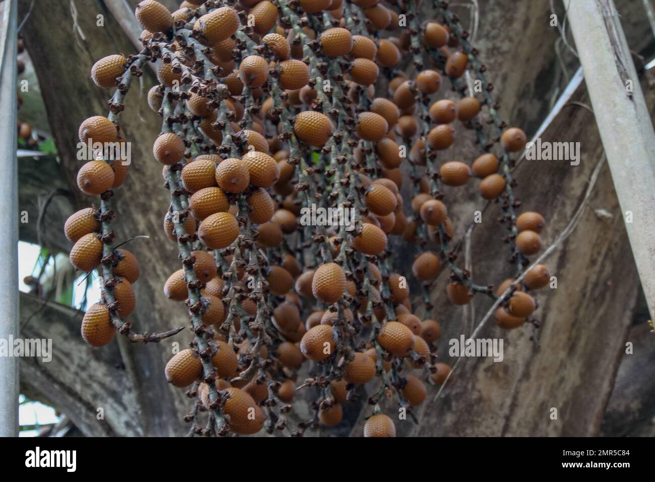 Aguaje palm fruit hi-res stock photography and images - Alamy