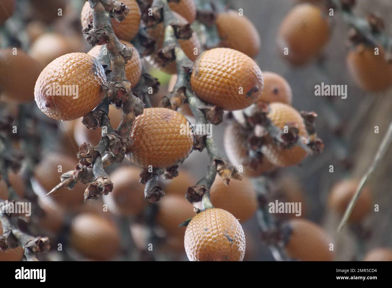 Aguaje palm fruit hi-res stock photography and images - Alamy