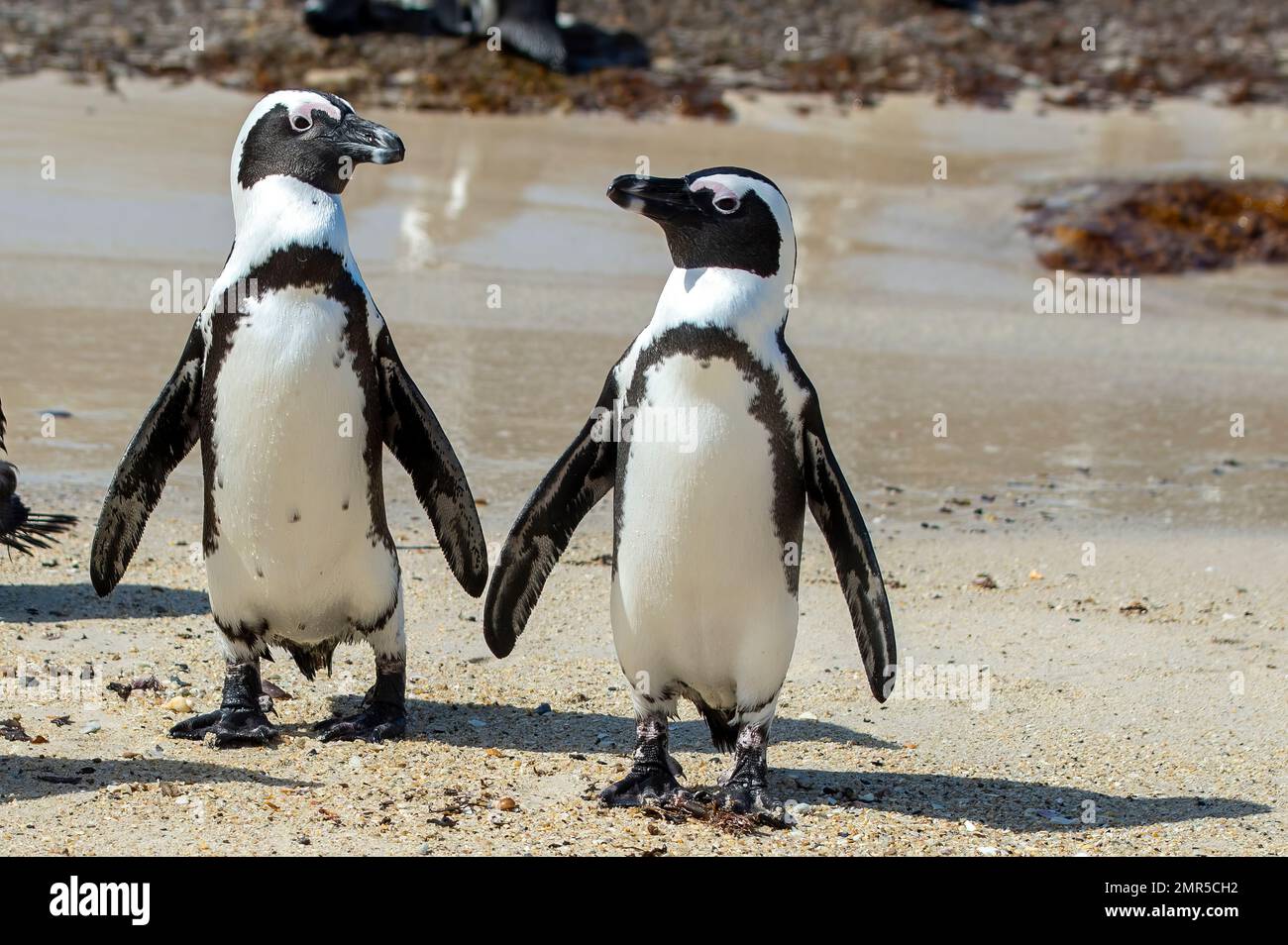 Penguin holding flippers hi-res stock photography and images - Alamy
