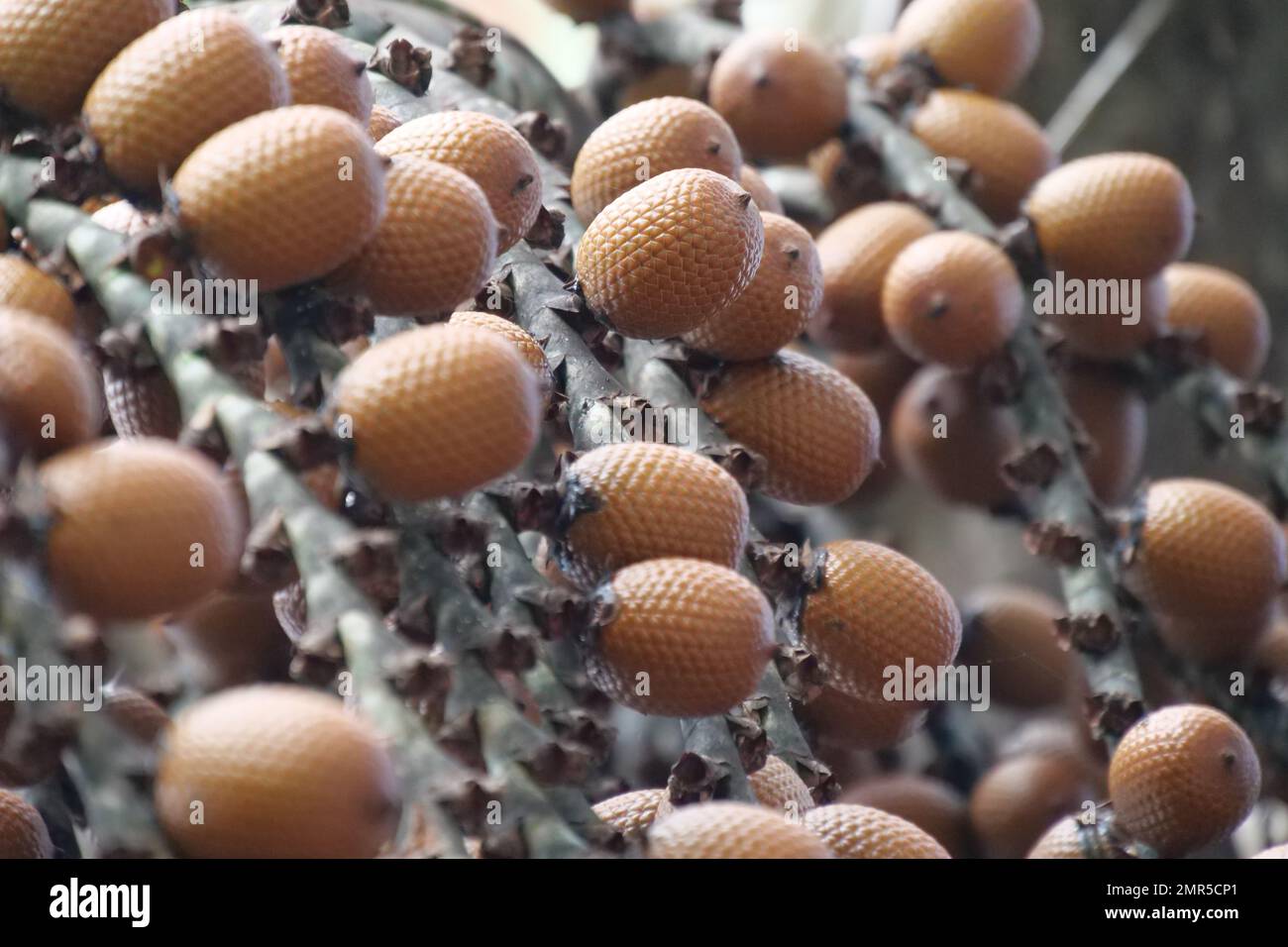 Brown Buriti fruit hanging from Mauritia flexuosa, known as the moriche ...