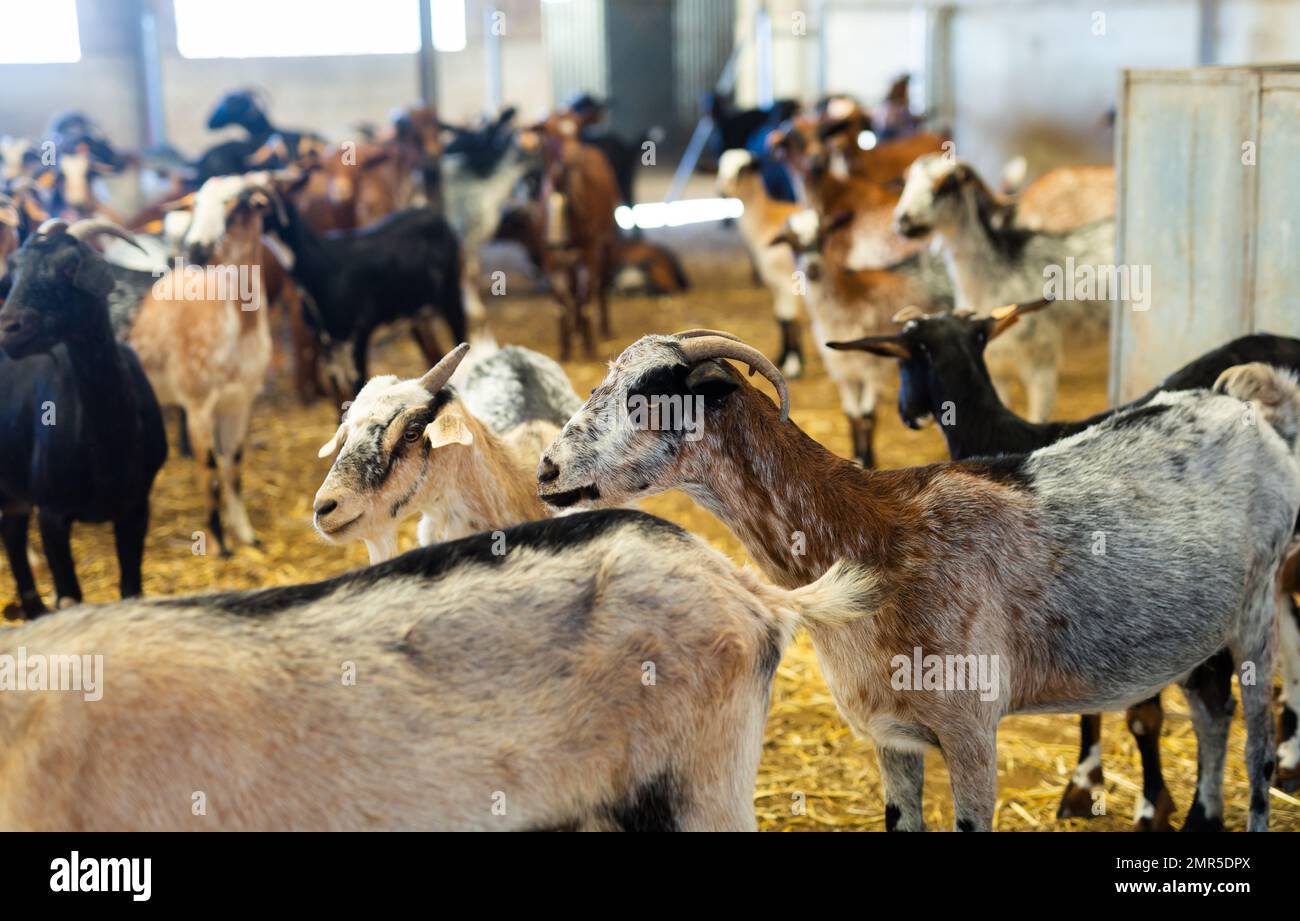 Herd of goats with ear tags inside of shed with hay in autumn, dairy ...
