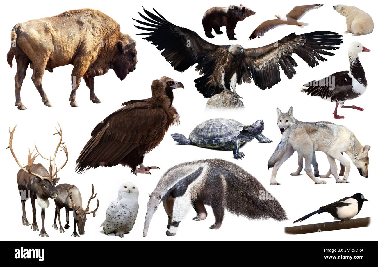 north american animals isolated Stock Photo - Alamy
