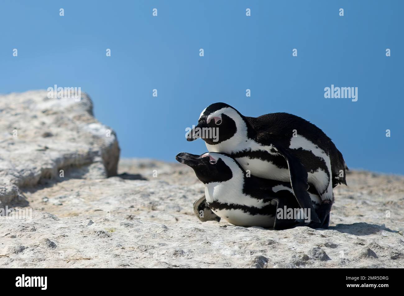 A closeup of a couple of African penguins mating on a rock at Boulders ...