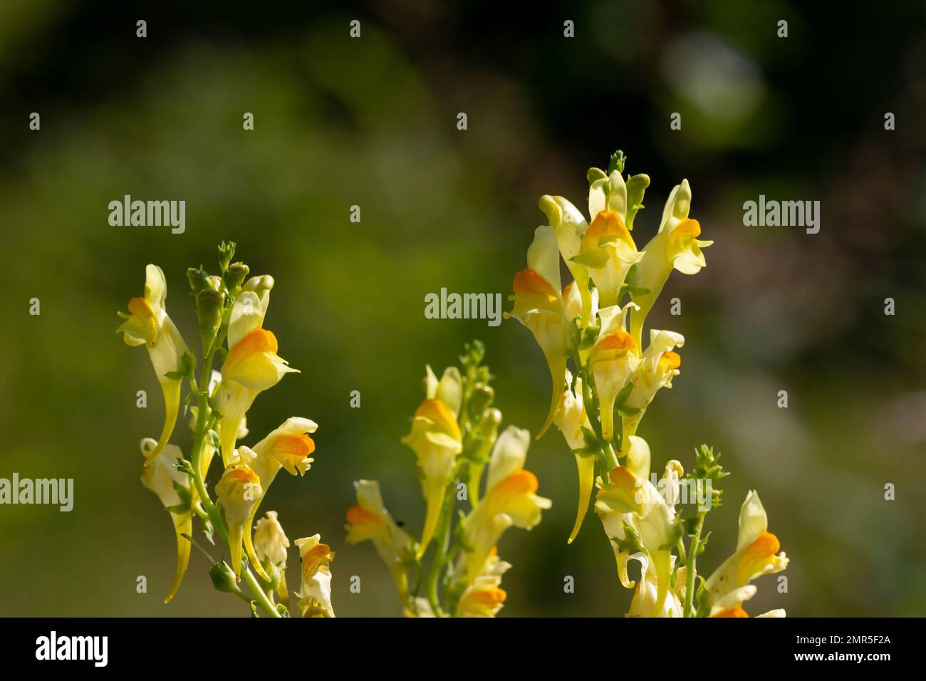 Linaria vulgaris common toadflax yellow wild flowers flowering on the ...