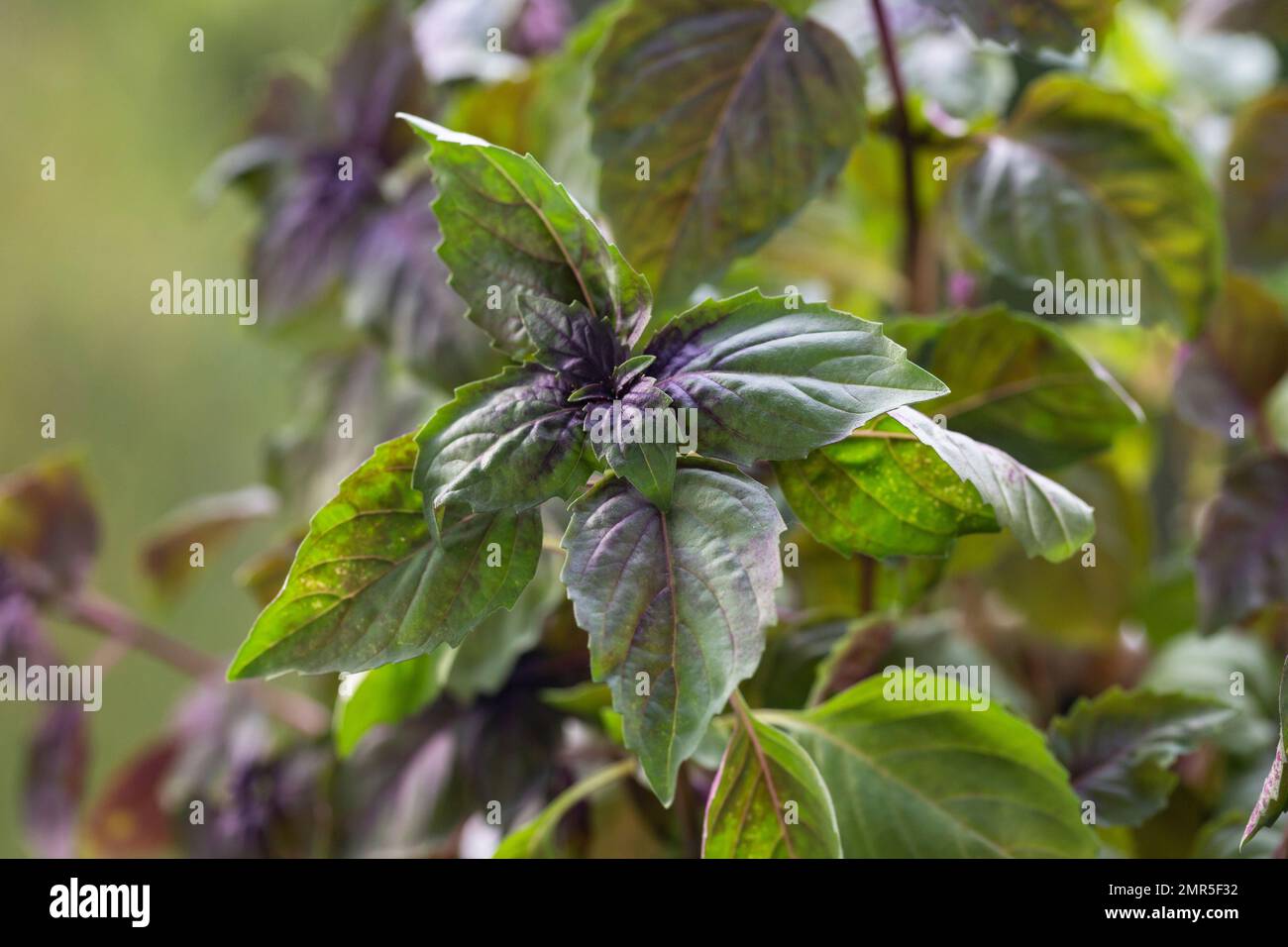 Purple basil on the windowsill on a blurry green background, home ...