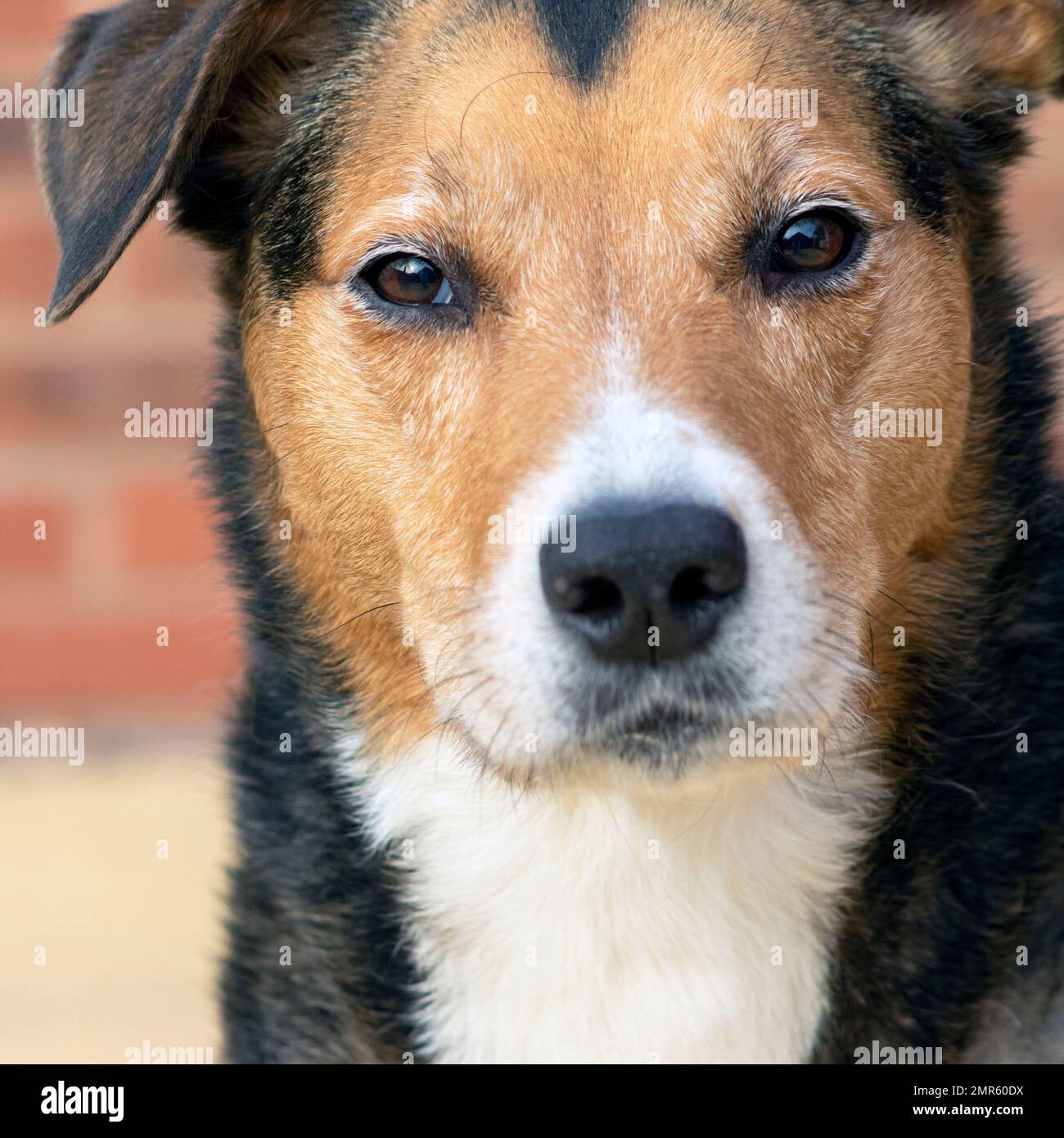 Beagle Cross dog Stock Photo - Alamy
