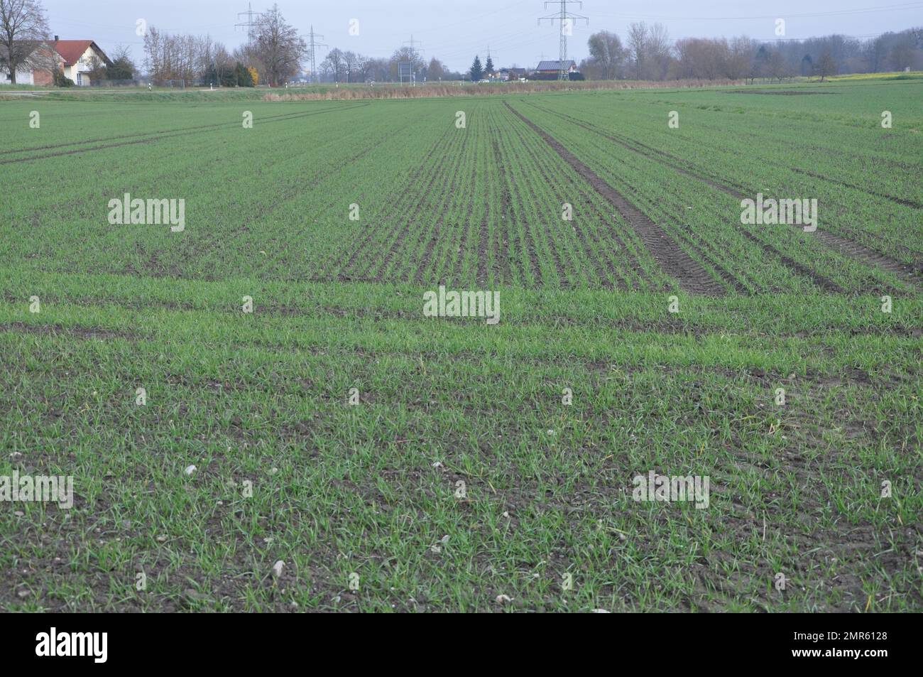 New plantations are coming for next season.Small agricultural ...