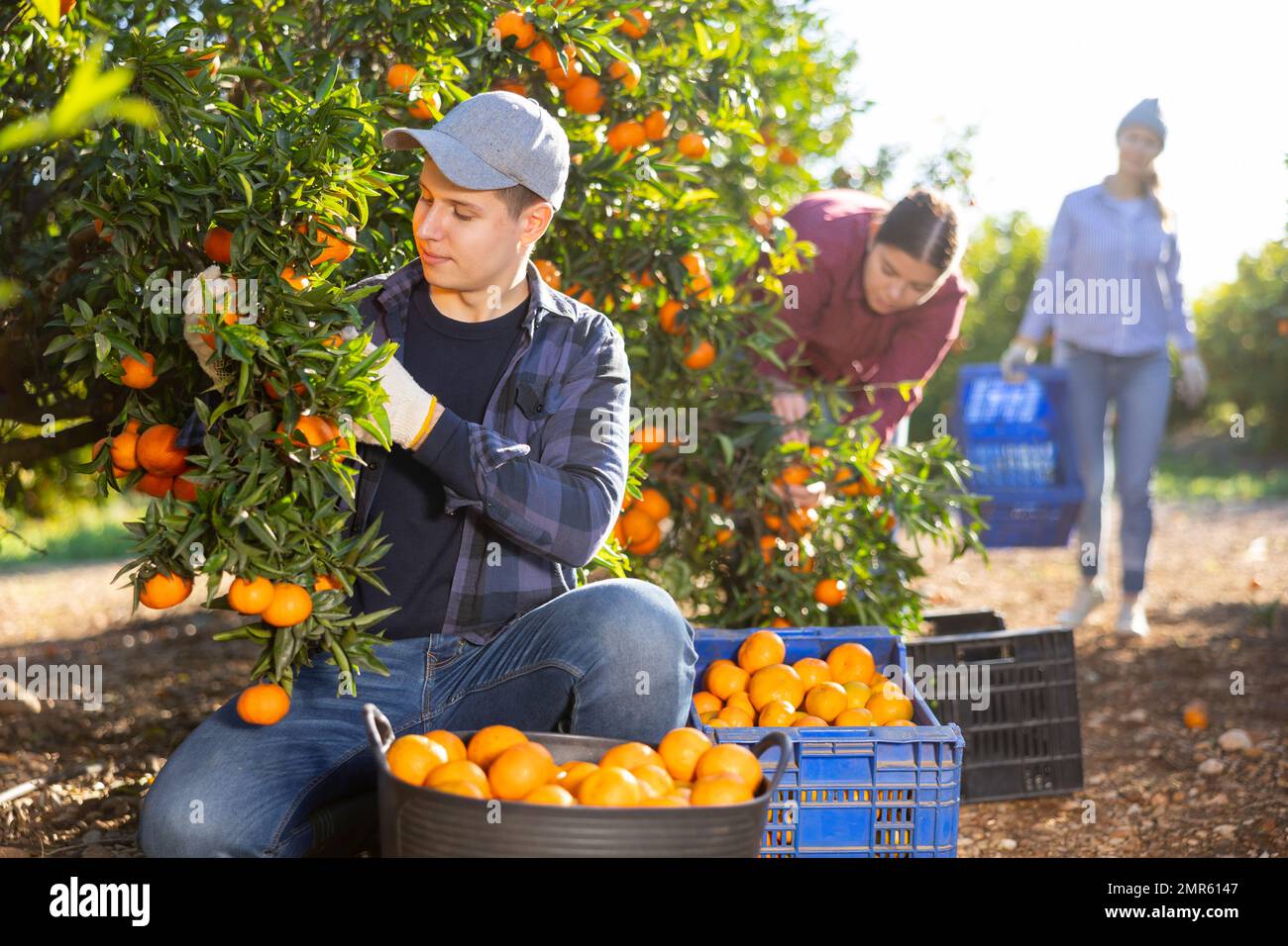 Three farmers pluck tangerines from trees and put the harvest in ...