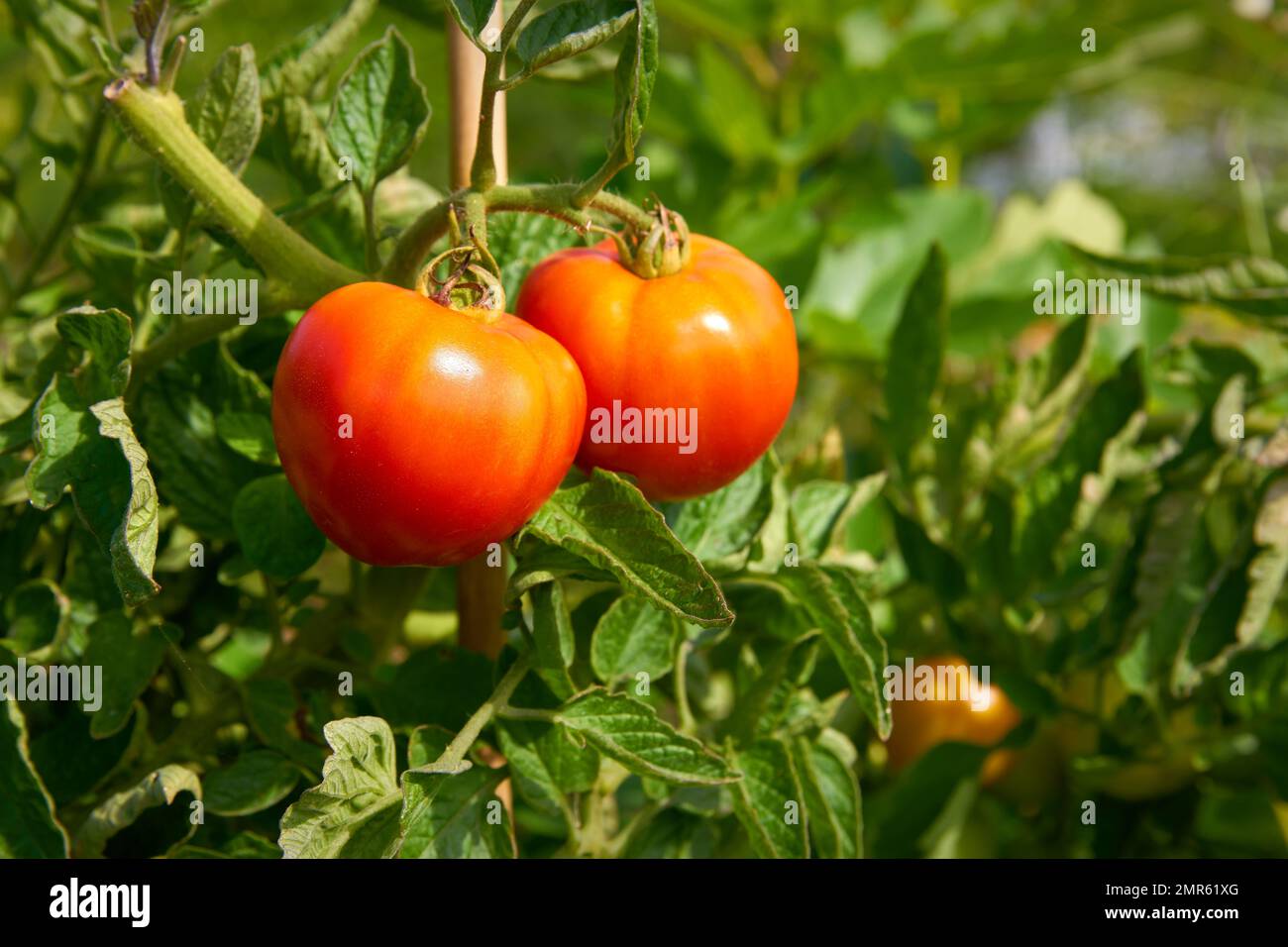 Tomatoes on the Vine Ripening. Tomato plants and ripe tomatoes growing ...