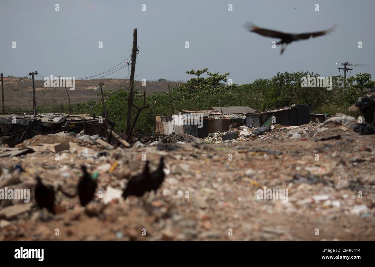 In this Oct. 20, 2017 photo, vultures fly near people's shack homes in ...