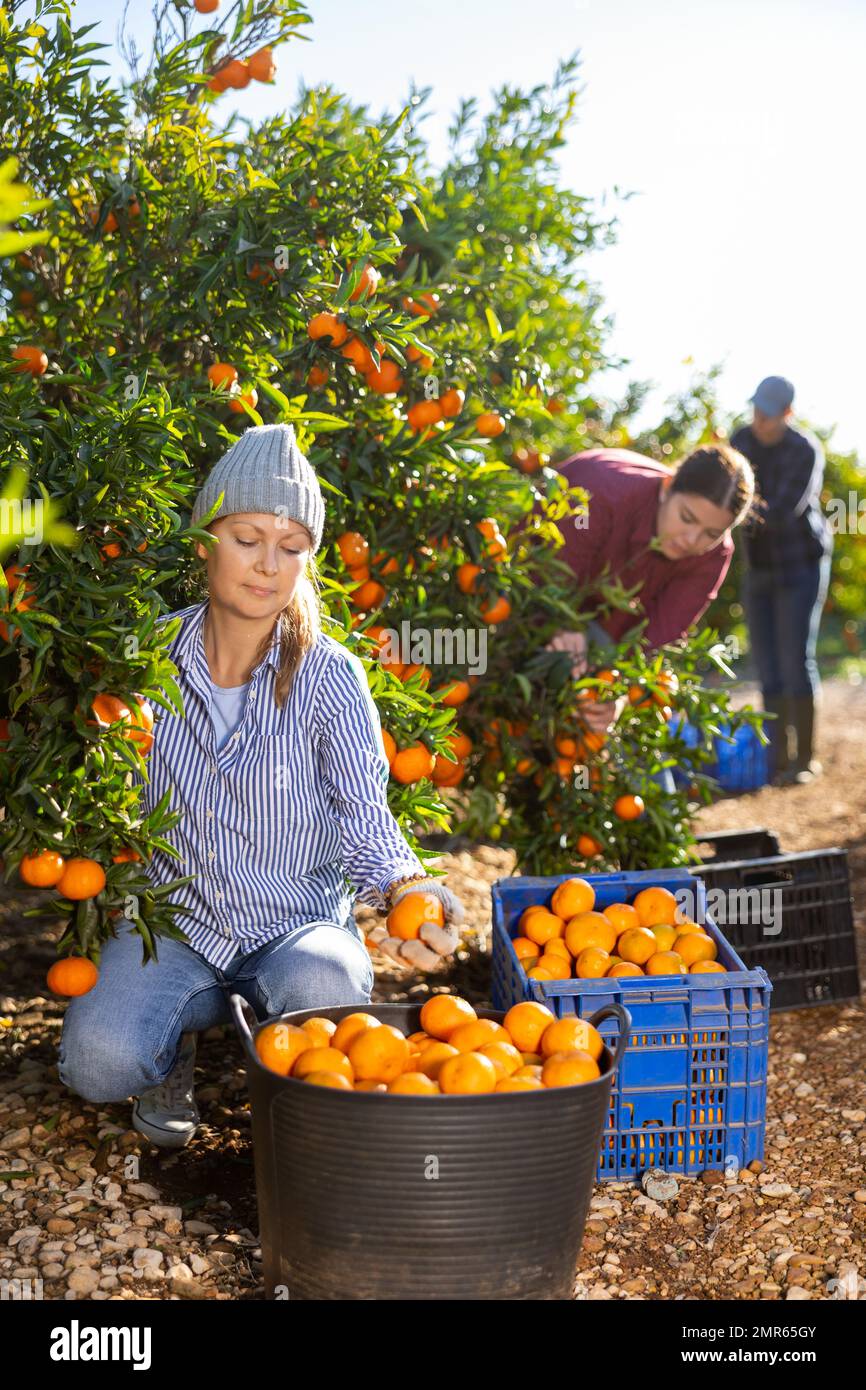Skilled female gardener gathering crop of ripe tangerines fruits in ...