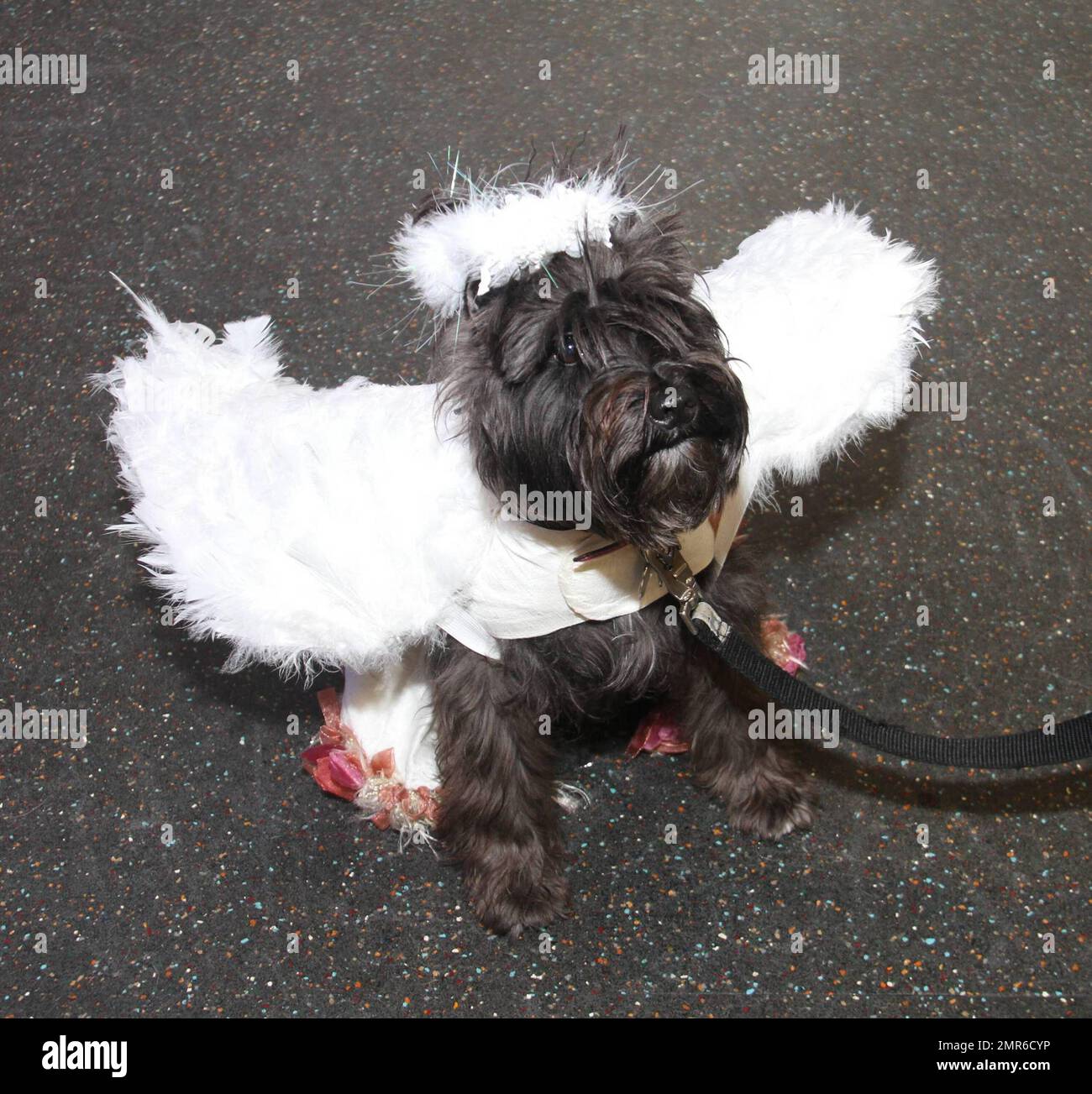 EXCLUSIVE!! Chateau Poochie holds it's annual Halloween party. These ...