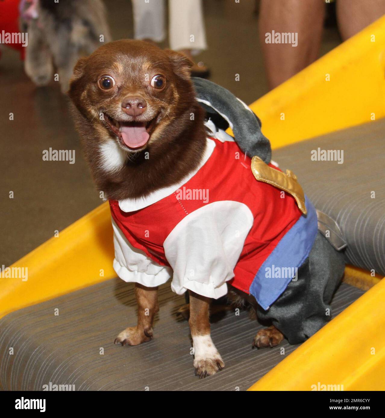 EXCLUSIVE!! Chateau Poochie holds it's annual Halloween party. These ...