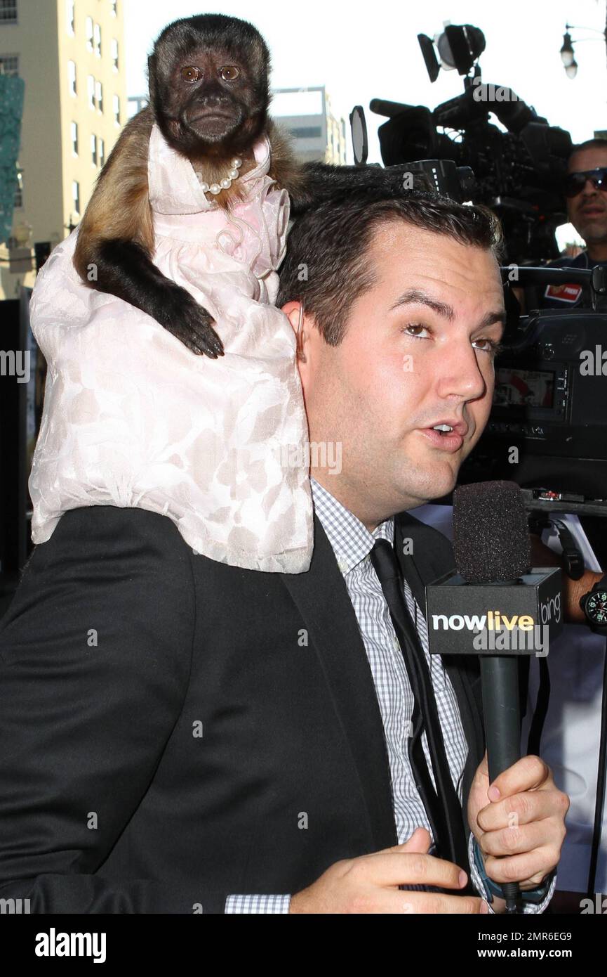 Crystal the monkey at The Hangover Part II premiere in Los Angeles, CA ...