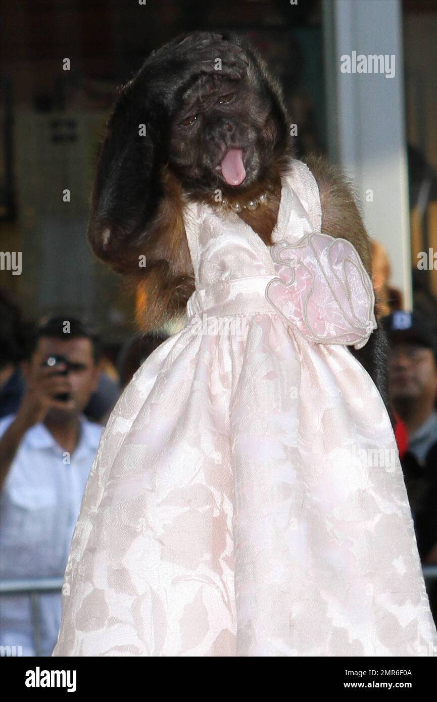 Crystal the monkey at The Hangover Part II premiere in Los Angeles, CA ...