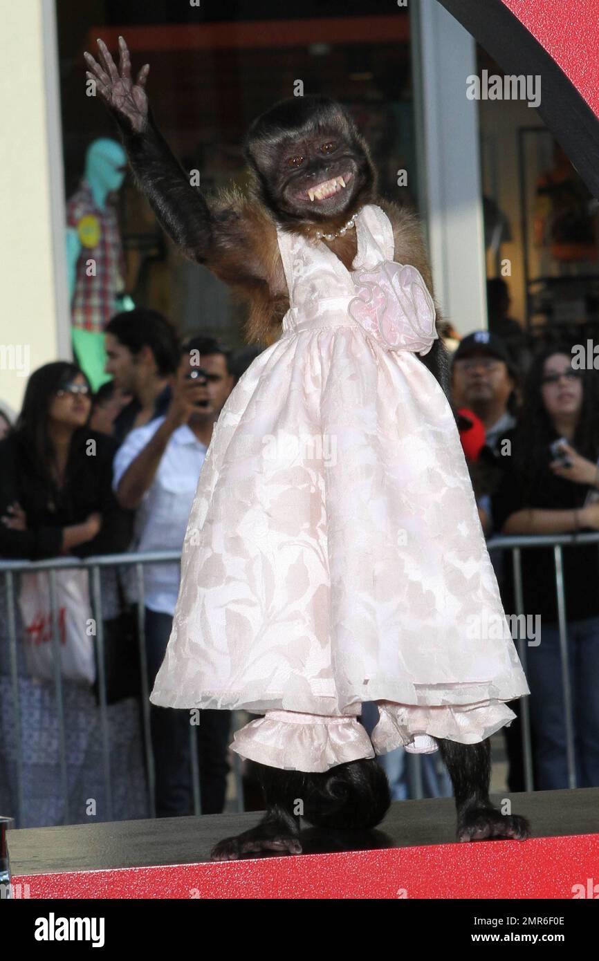 Crystal the monkey at The Hangover Part II premiere in Los Angeles, CA ...