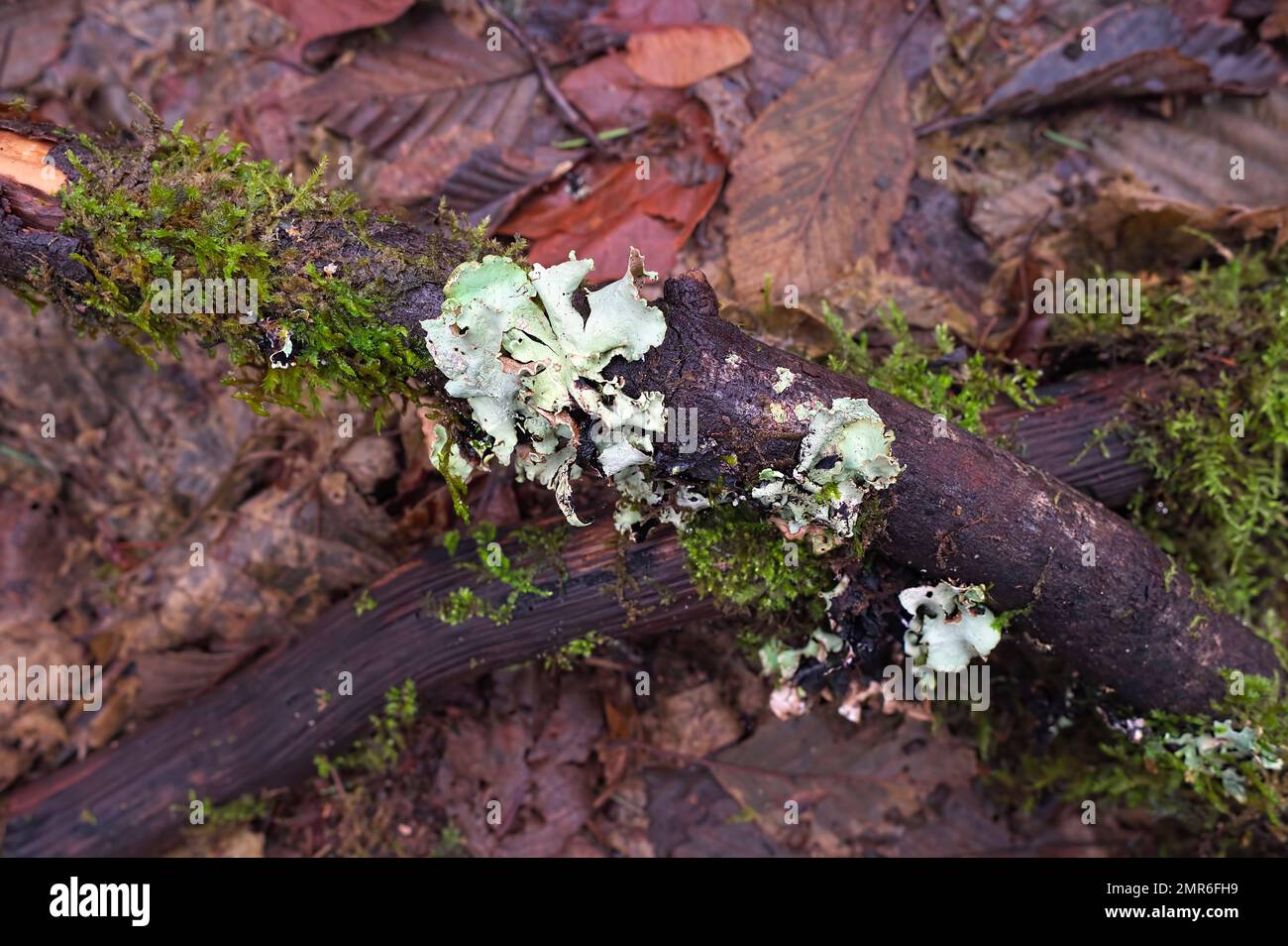 Foliose lichen and moss growing on a fallen tree branch in Kanaka Creek ...