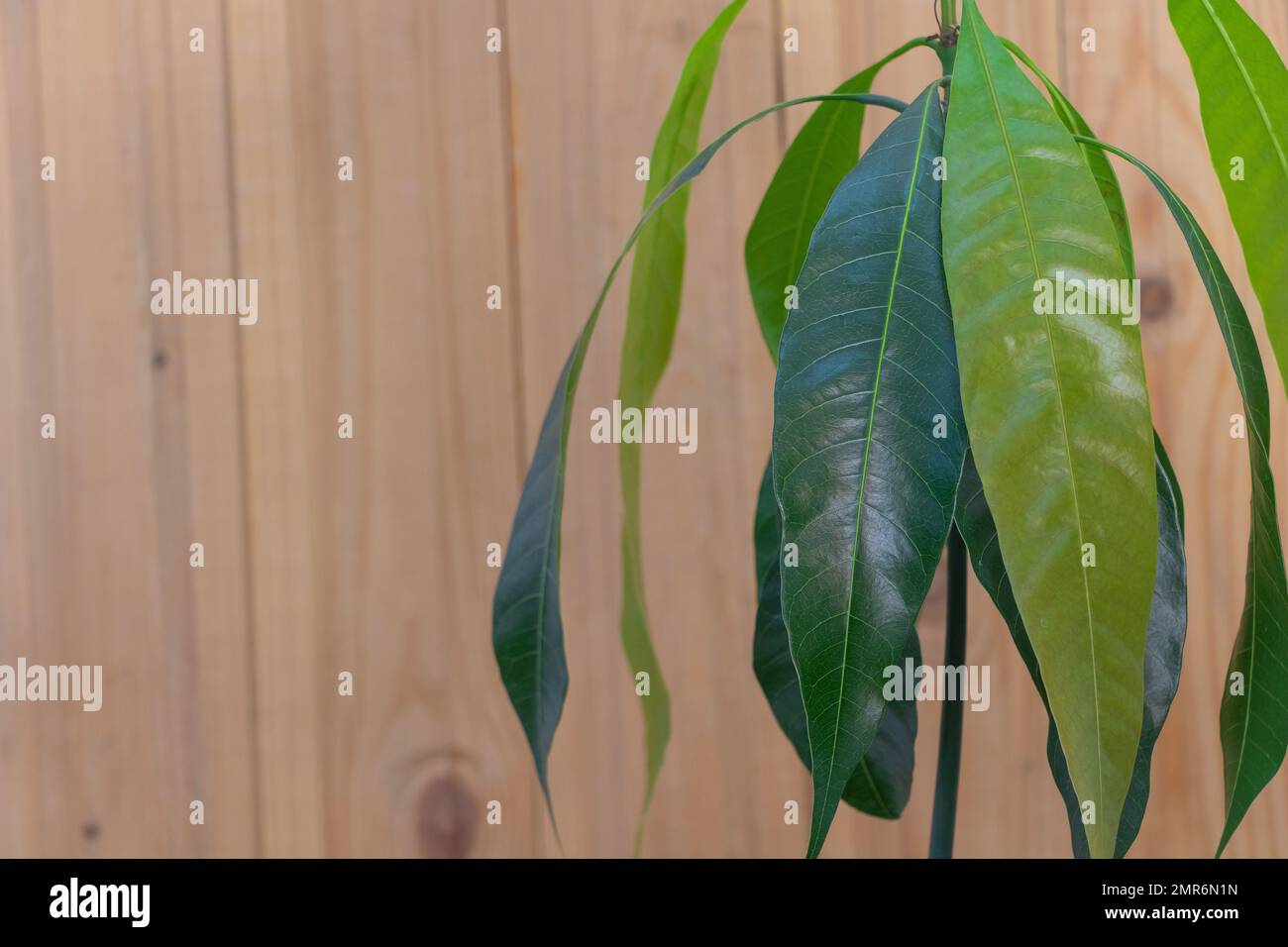 A Fresh Take on Indoor Greenery: Close-Up Mango Tree Leaves with copy ...
