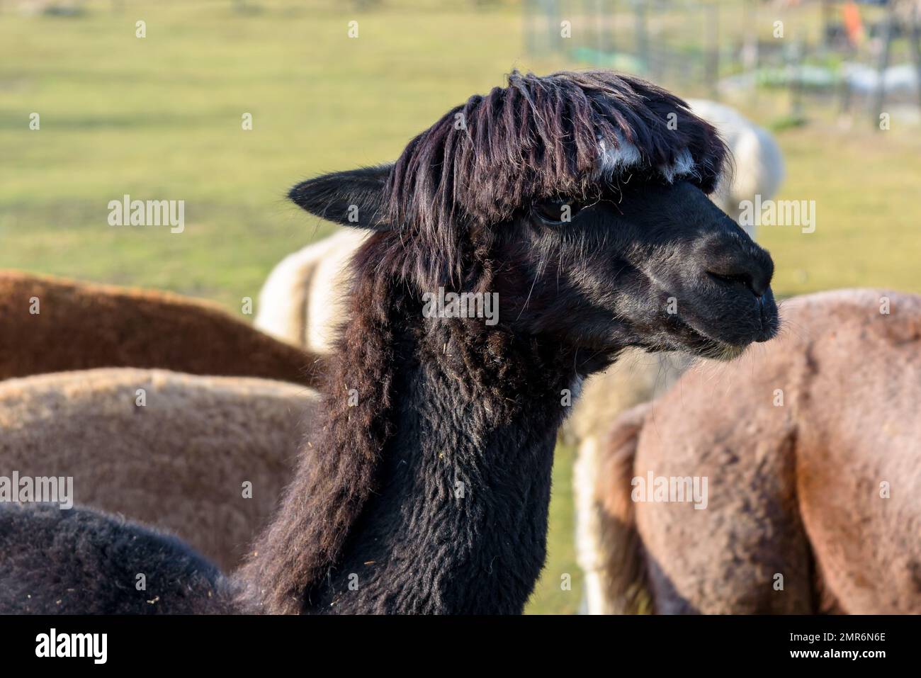 Black alpaca (Lama pacos) on the farm. It's a species of South American ...