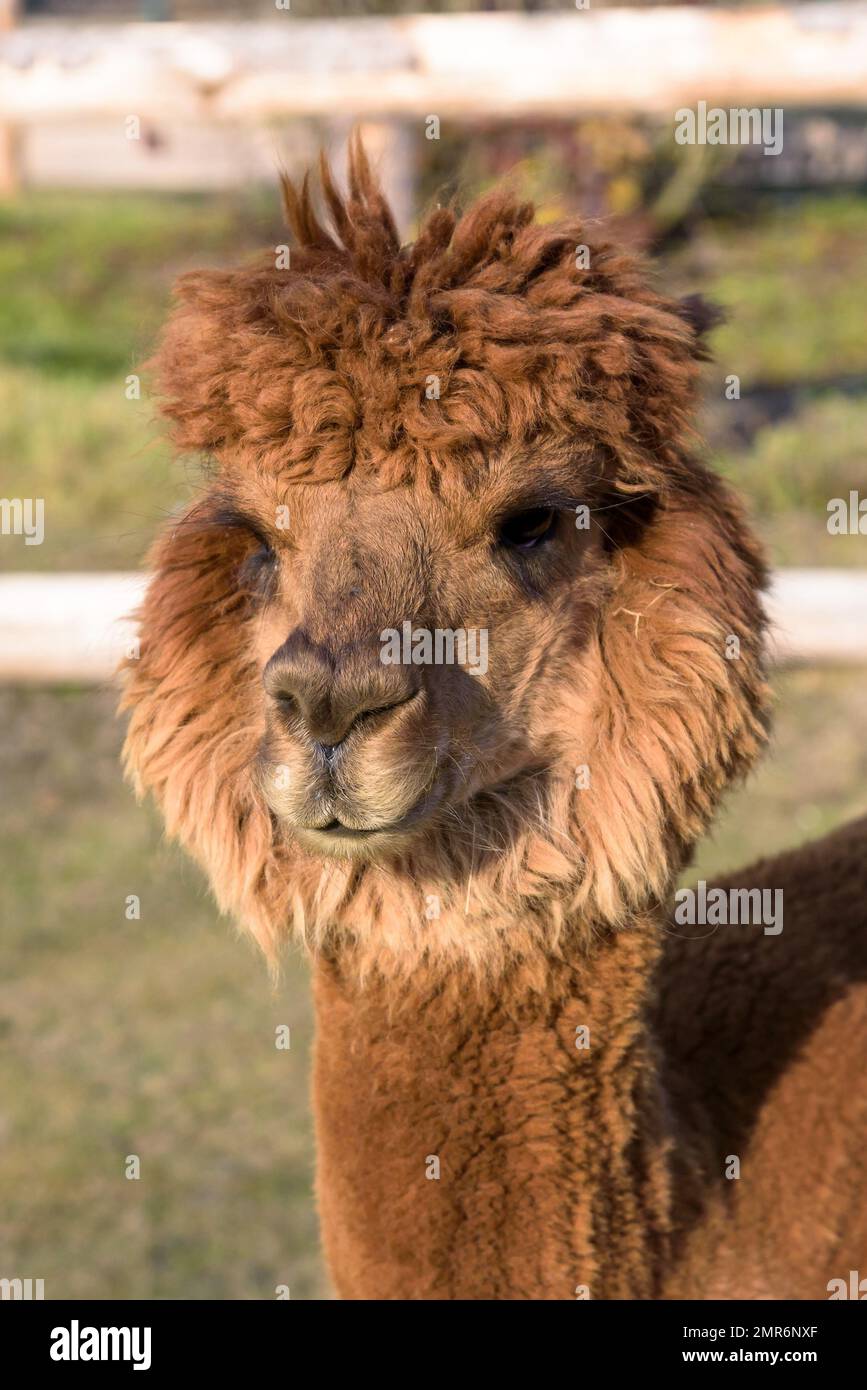 Brown alpaca (Lama pacos) on the farm. It's a species of South American ...