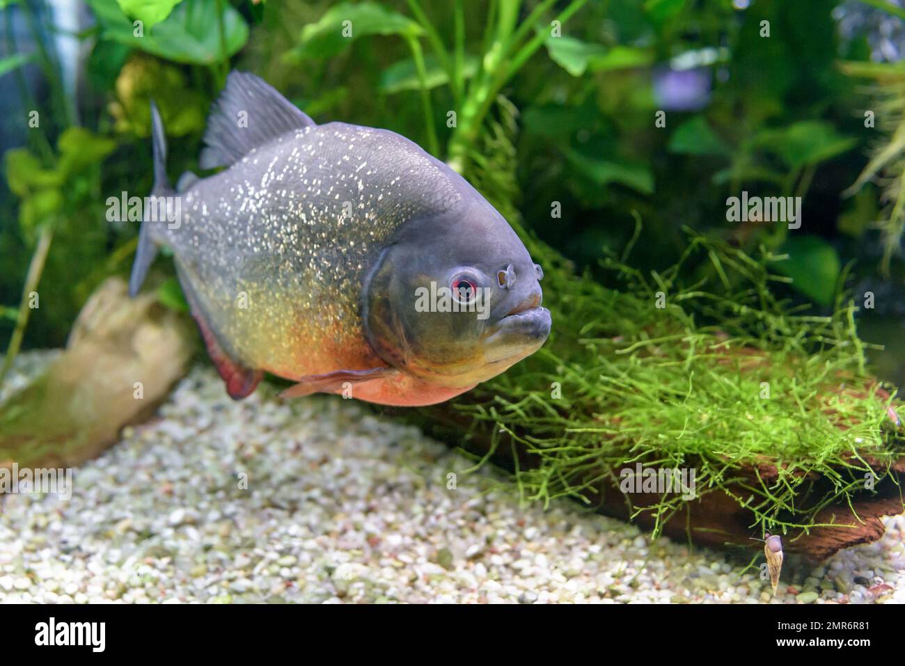 The Red-bellied piranha (Pygocentrus nattereri) freshwater fish from ...