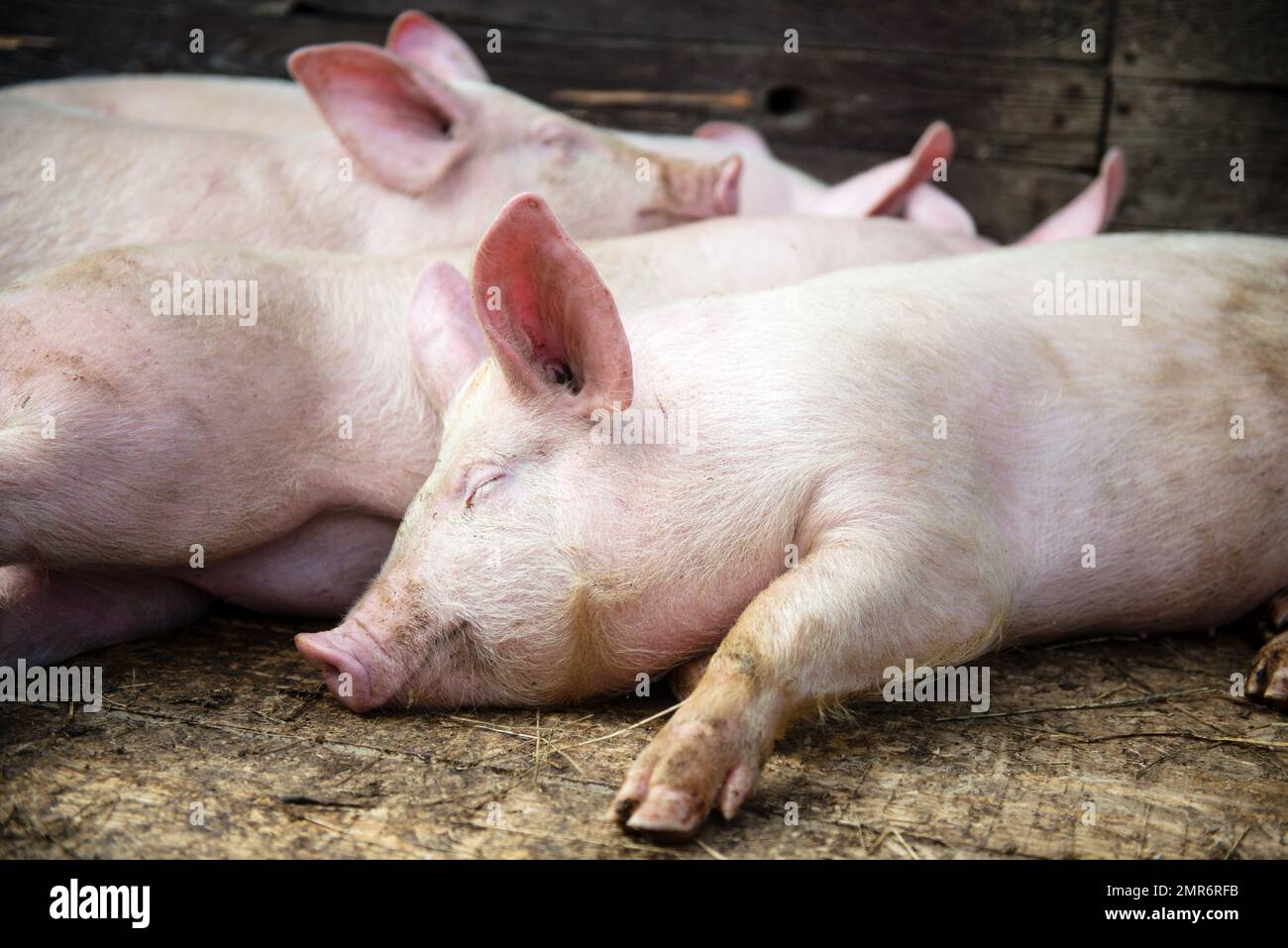 Pigs on the animal farm, agriculture and ecology Stock Photo - Alamy