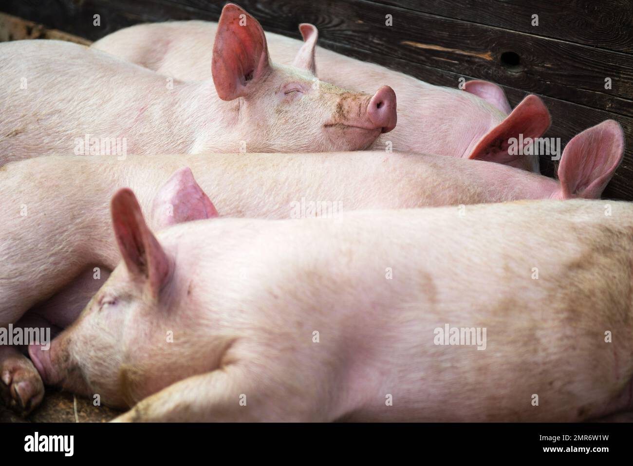Pigs on the animal farm, agriculture and ecology Stock Photo - Alamy