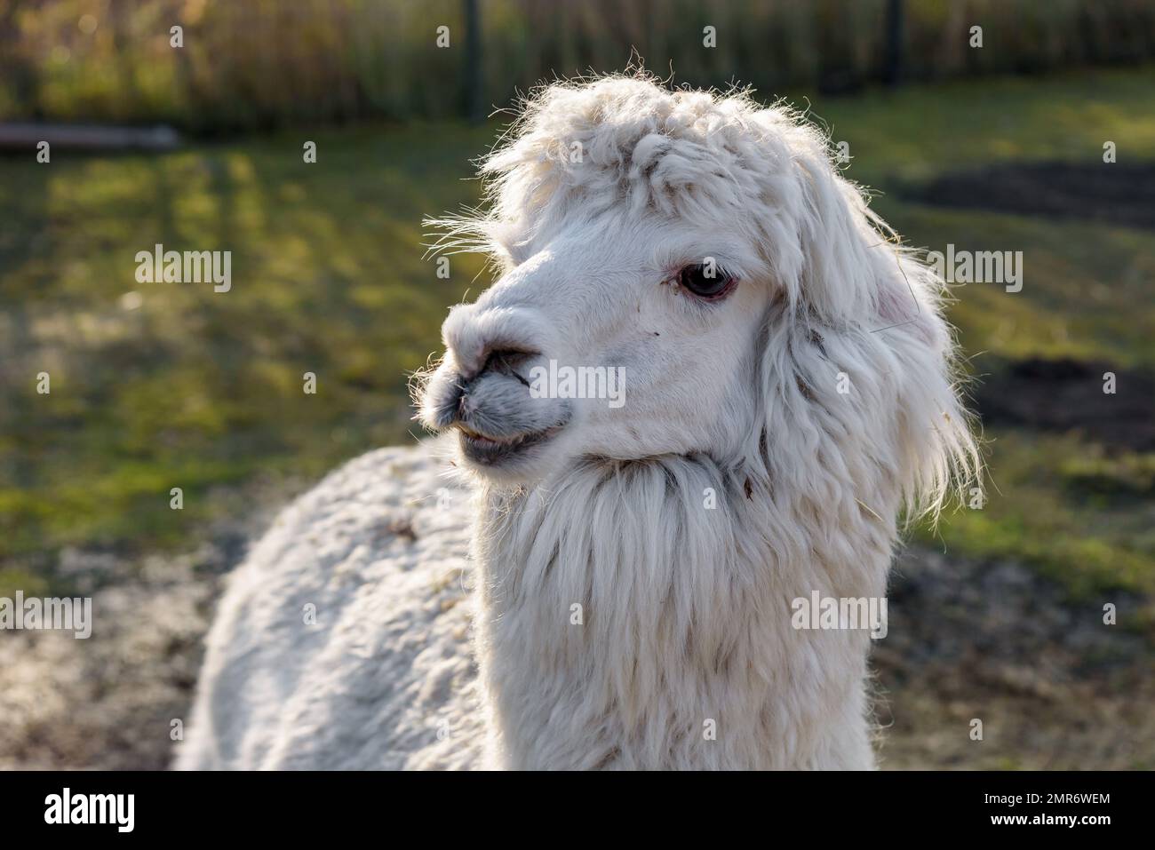 White alpaca (Lama pacos) on the farm. It's a species of South American ...