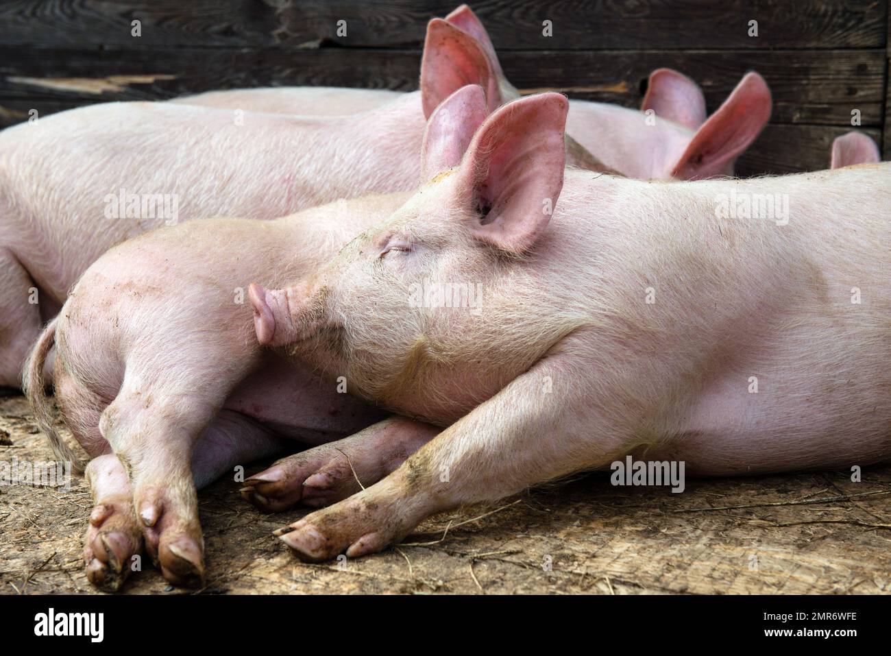 Pigs on the animal farm, agriculture and ecology Stock Photo - Alamy