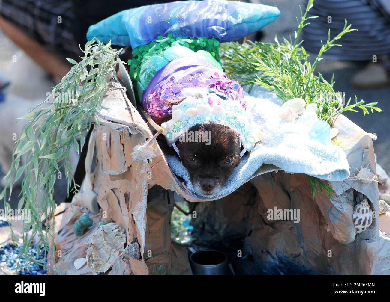 The 12th annual HAUTE DOG HOWL'OWEEN PARADE and human/dog costume ...