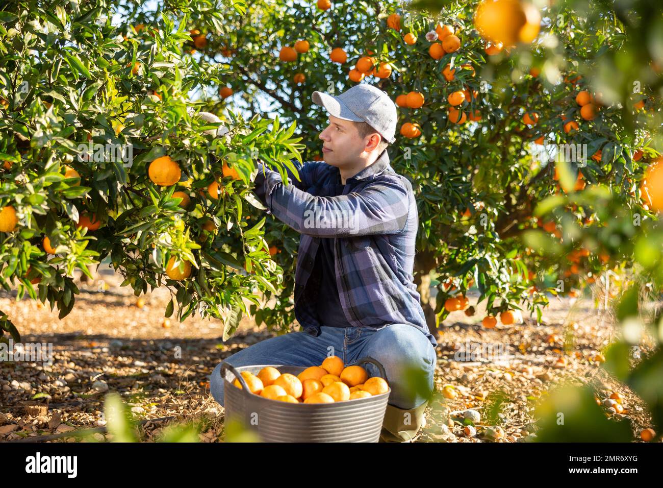Portrait of man farmer during harvesting of tangerines at farm ...