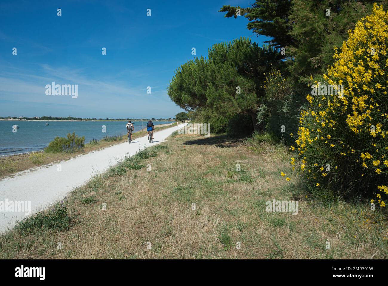 Two tourists on bicycles on coastal cycle path at island Ile d'Aix ...