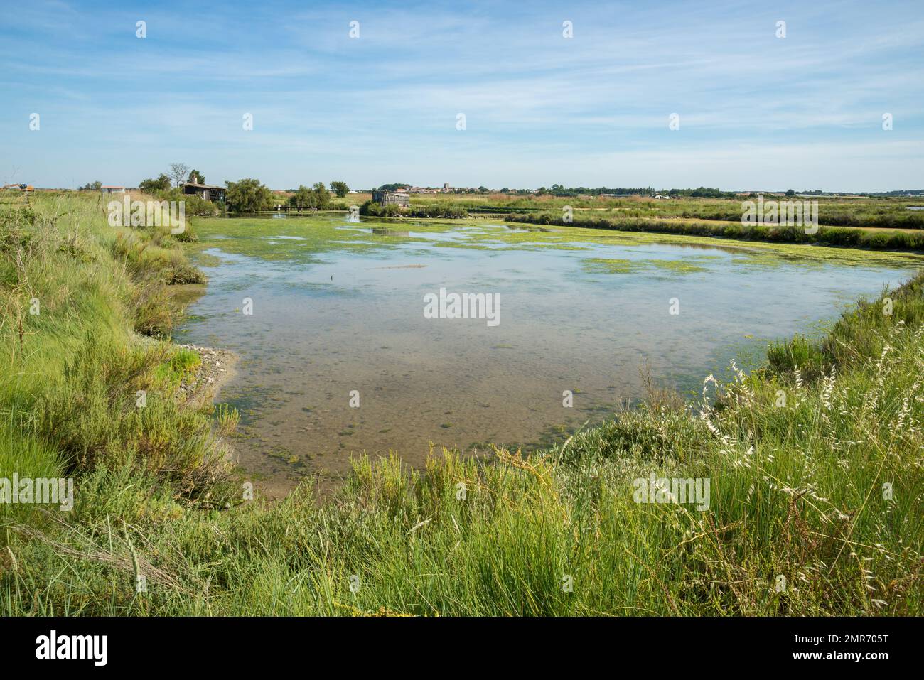 Pond in salt marsh wetlands Charente Maritime near La Rochelle on west ...