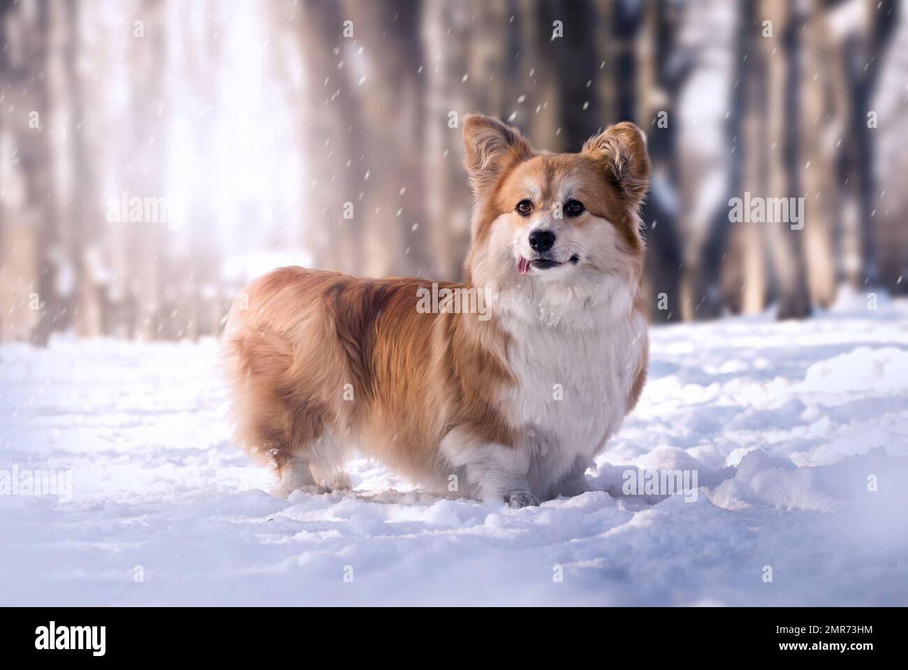 Young Corgi Female Dog In Winter Garden. Cute Fluffy Corgi Dog in ...