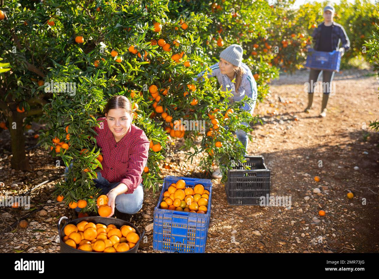 Three farmers pluck tangerines from trees and put the harvest in ...