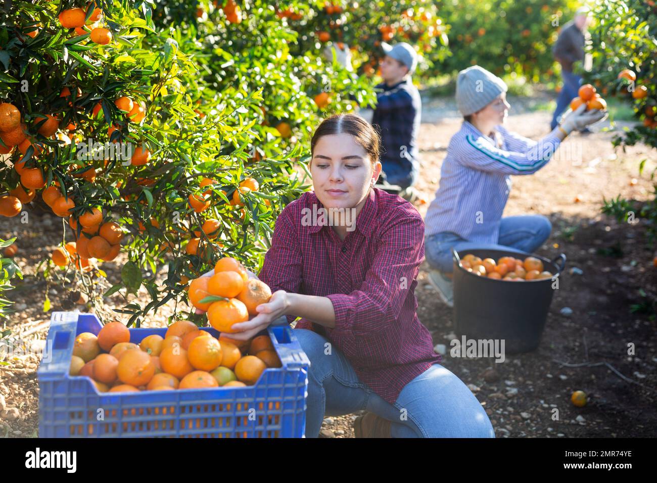 Positive busy young woman farmer worker harvesting local ripe ...