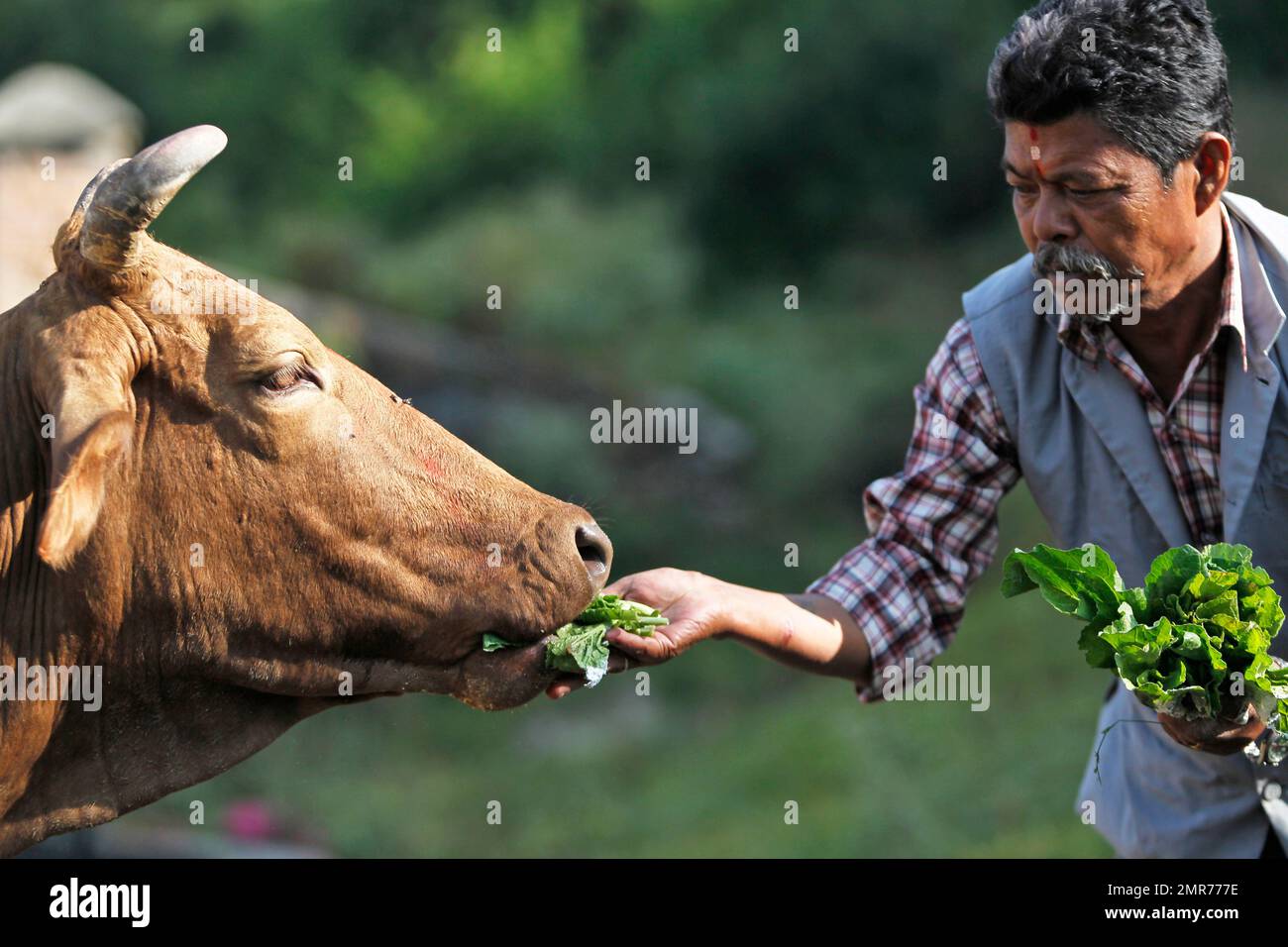 A Nepalese devotee feeds a cow after performing worship rituals on it ...