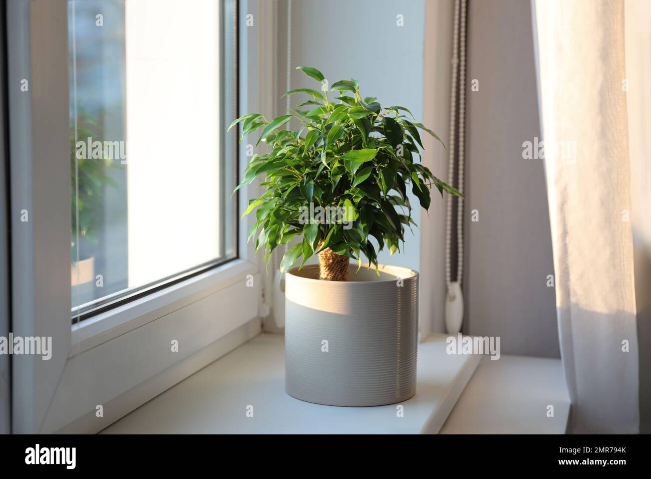 Potted Ficus benjamina plant on window sill at home Stock Photo - Alamy