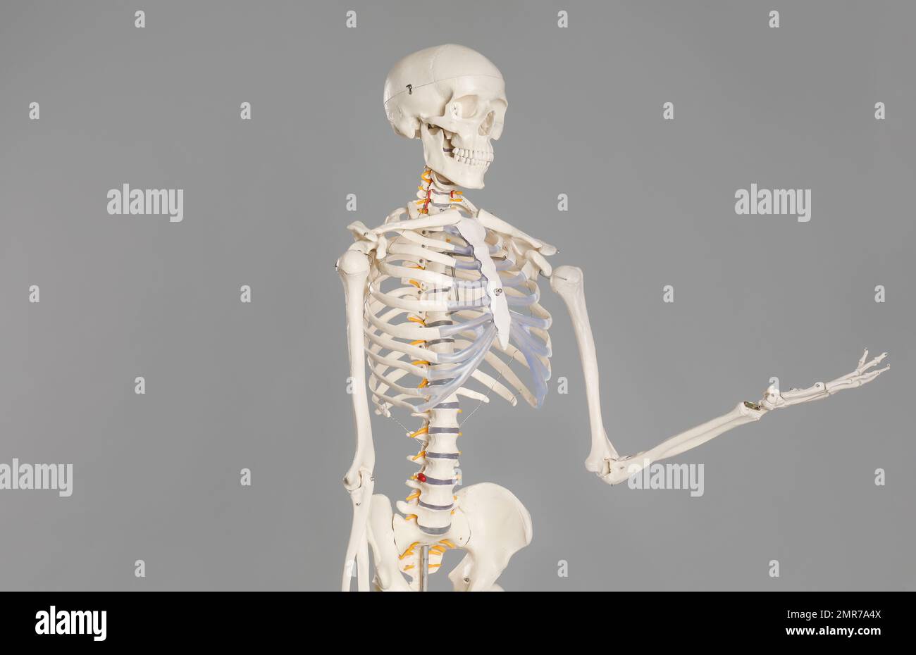 Artificial human skeleton model on grey background Stock Photo - Alamy