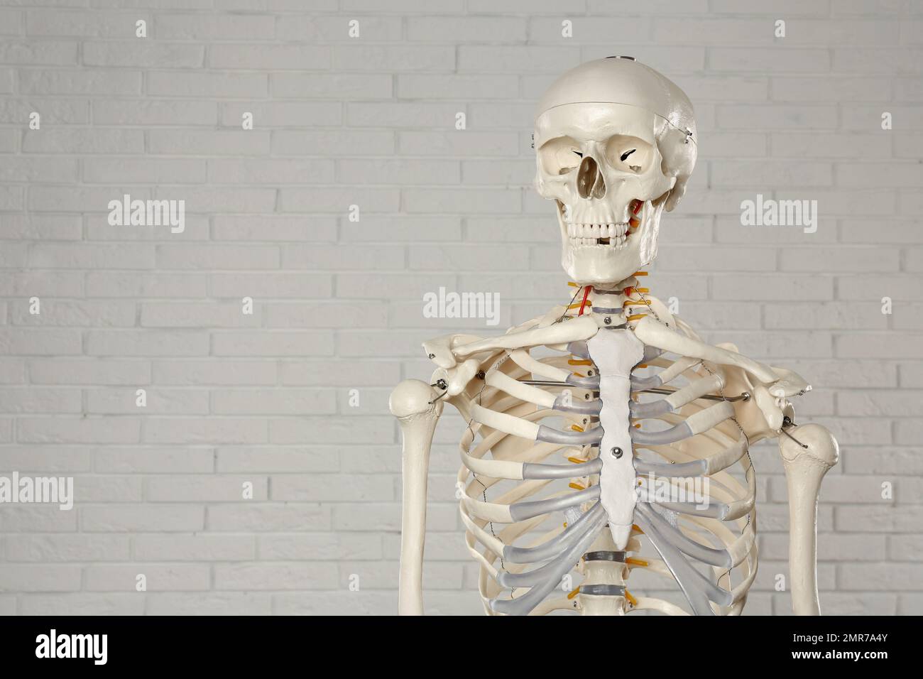 Artificial human skeleton model near white brick wall. Space for text ...